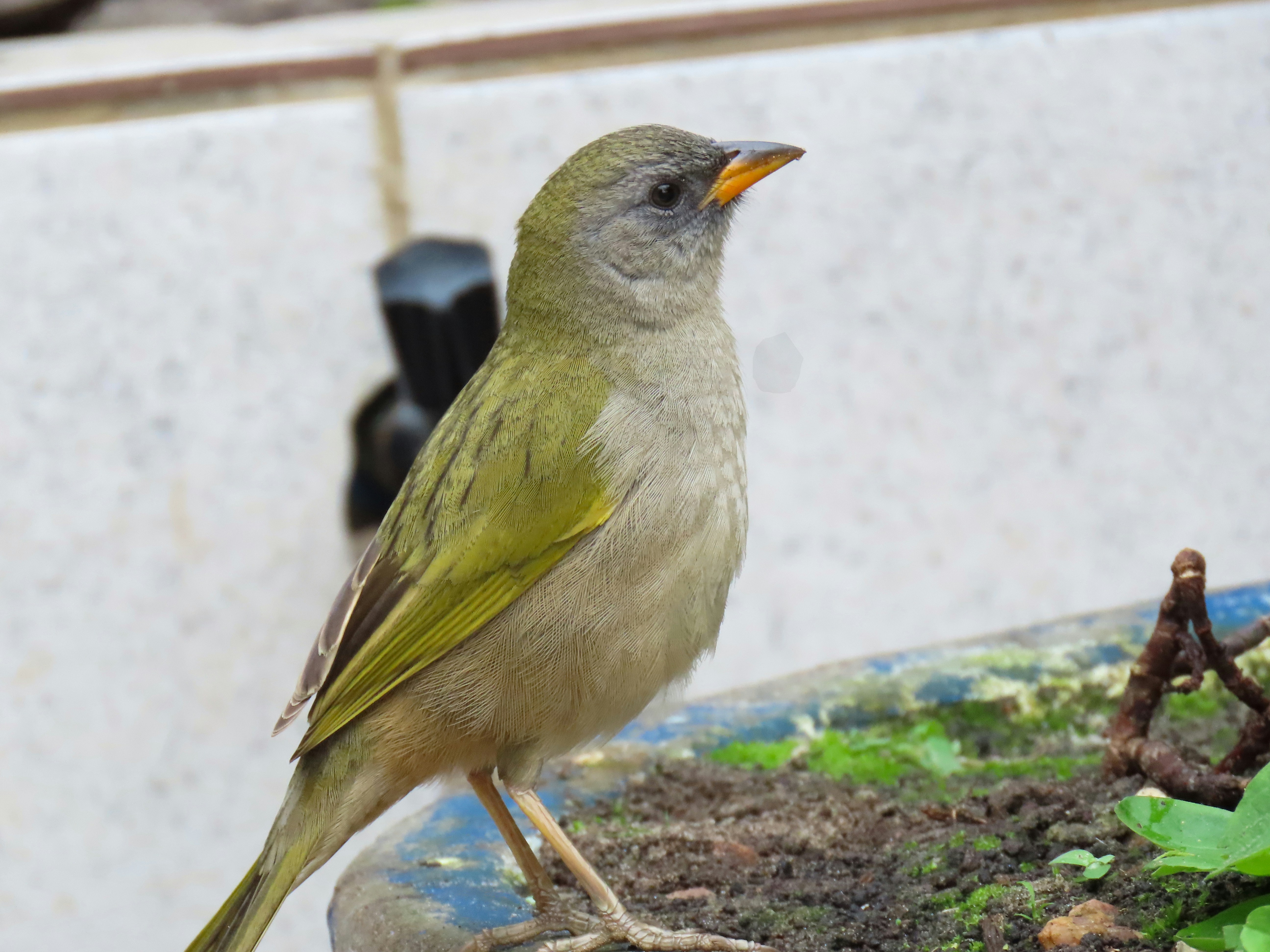 Sabiá-do-banhado/Great Pampa-Finch (Embernagra platensis) | A green bird poses, with a curious stare.