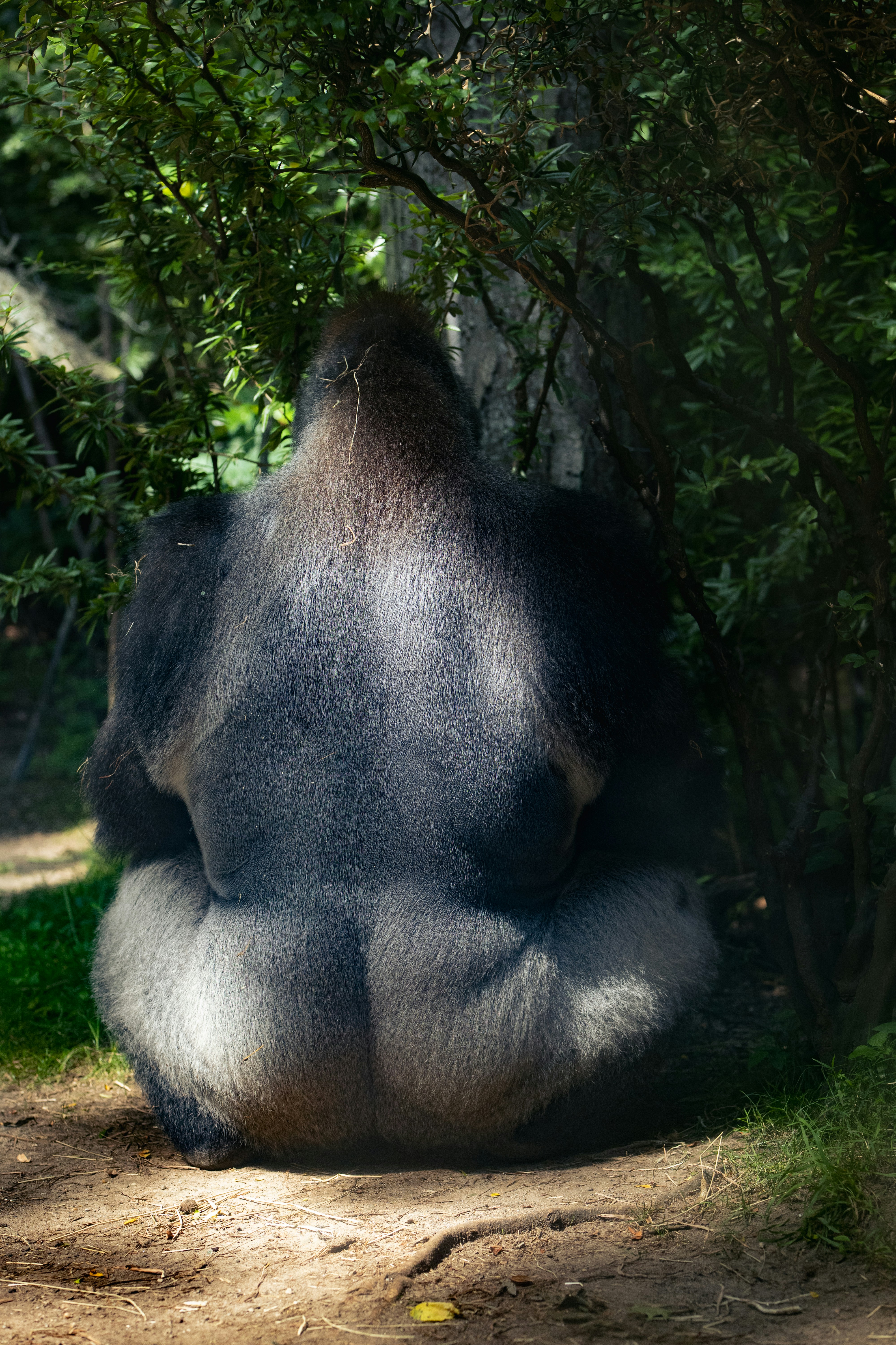 The Contemplative Giant