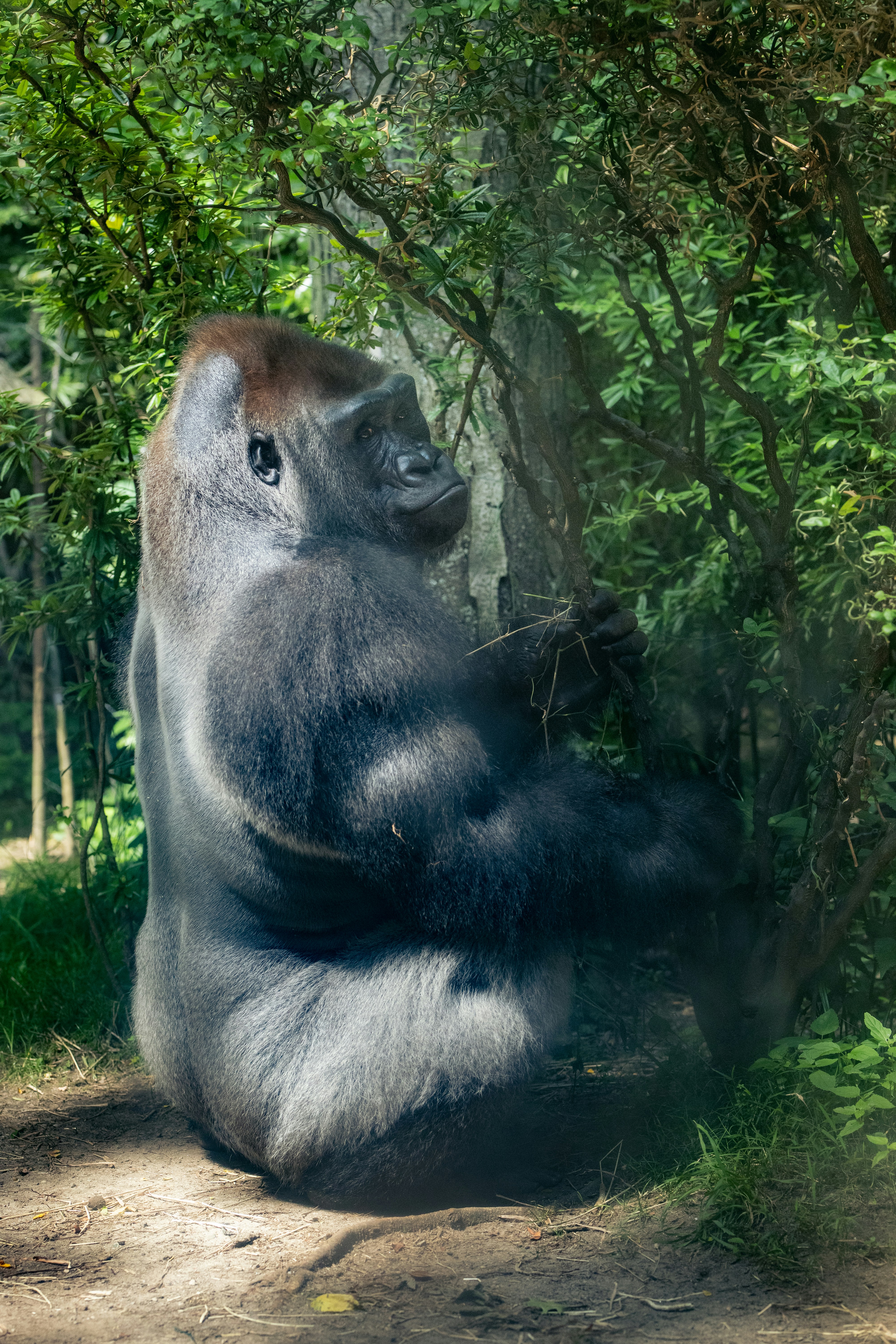 Gentle Giant in Greenery