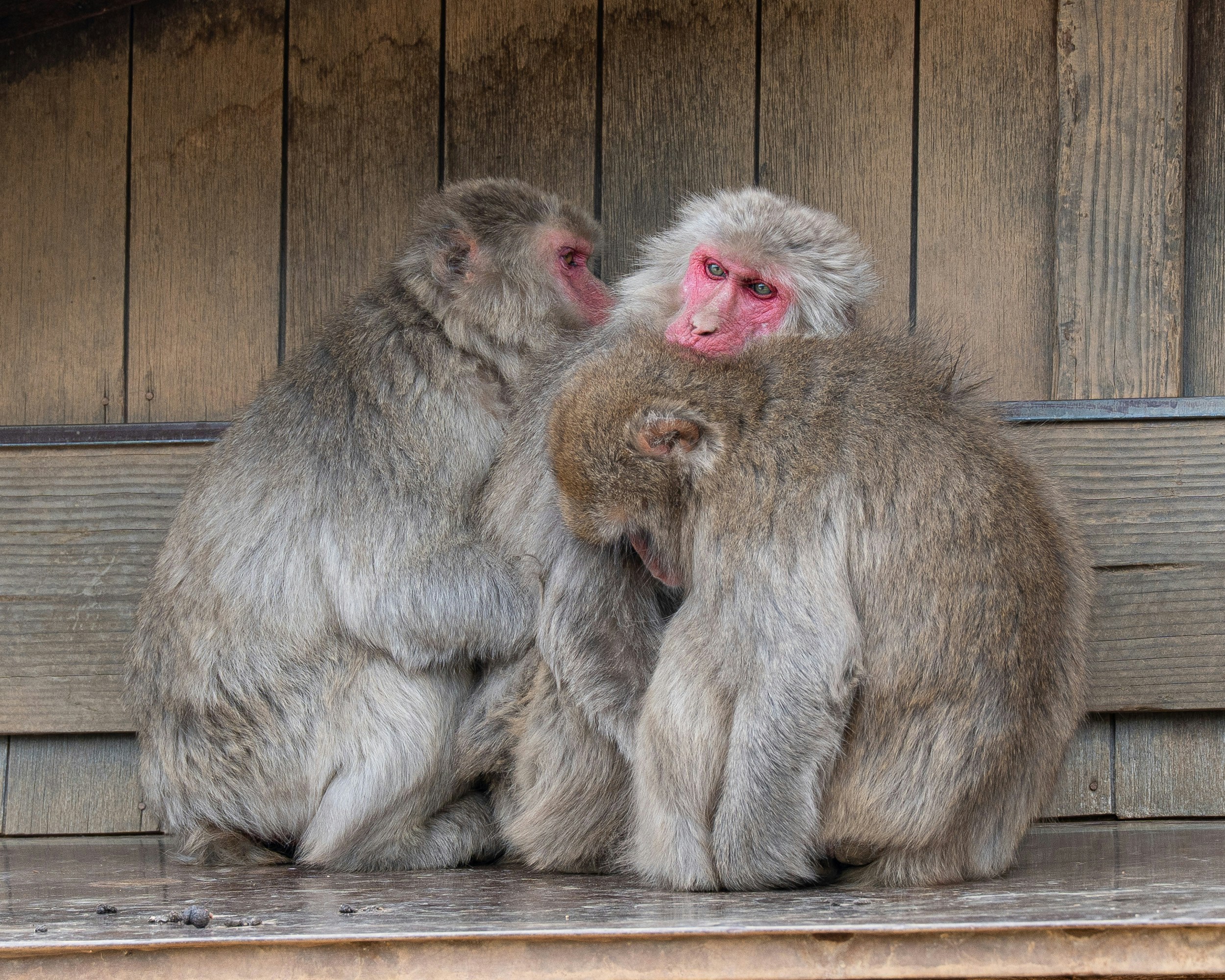 Intimate Moments Among the Snow Monkeys