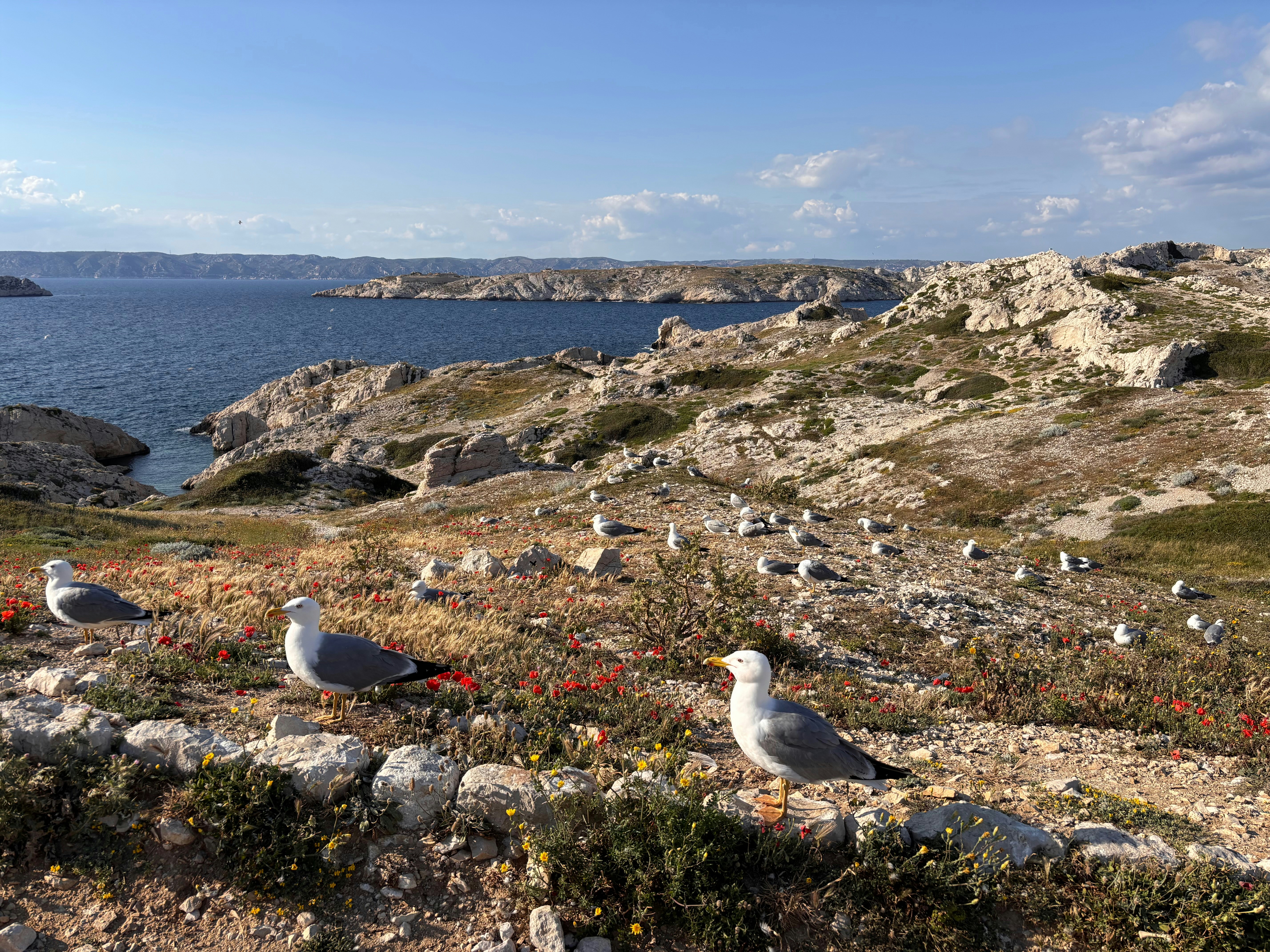A group of seagulls perched on rocky terrain overlooking a tranquil sea, with colorful wildflowers scattered across the landscape.
