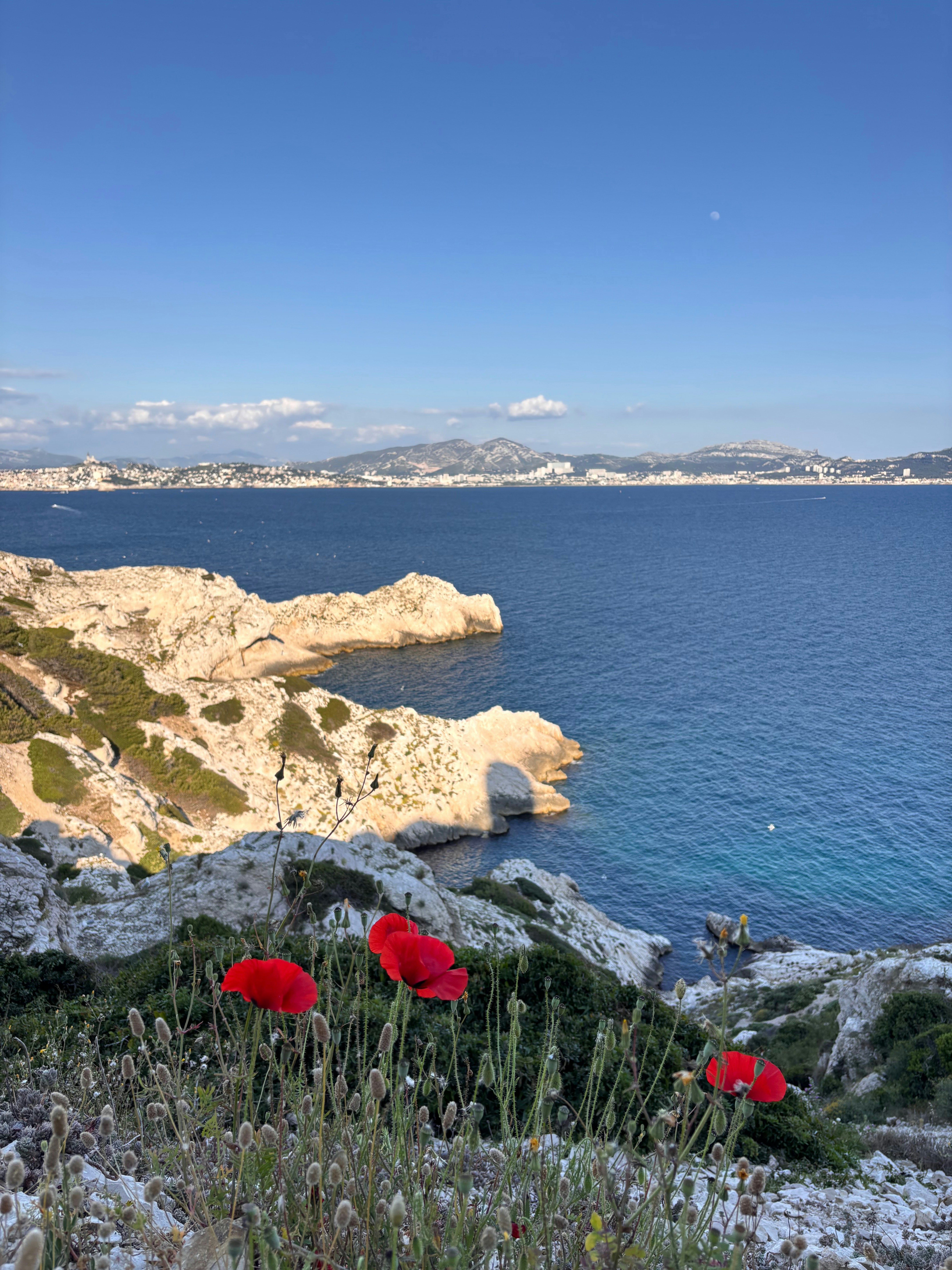 Red poppies bloom near the blue sea.