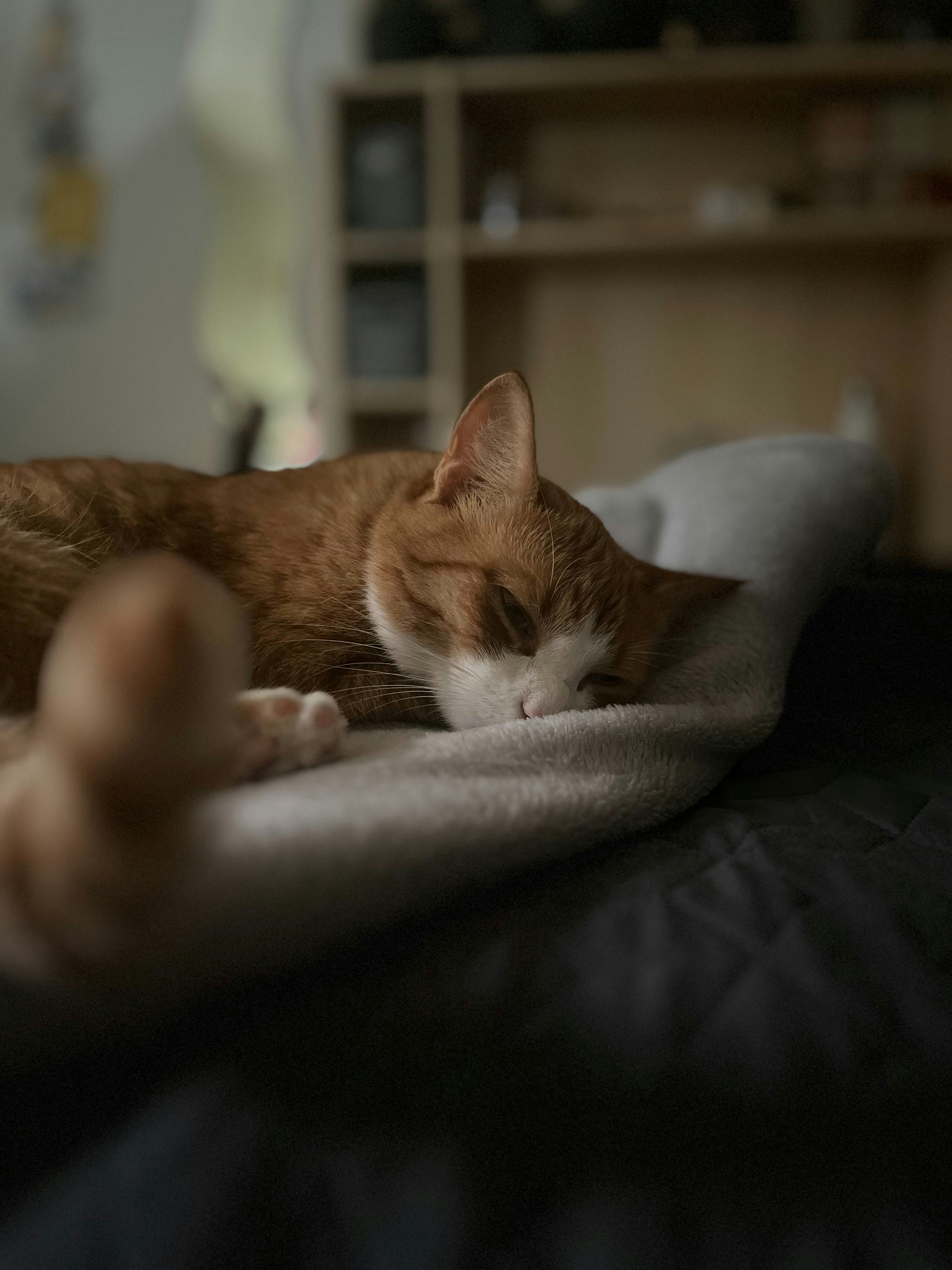 A beautiful orange cat sleeping | A ginger cat is sleeping soundly on a bed.