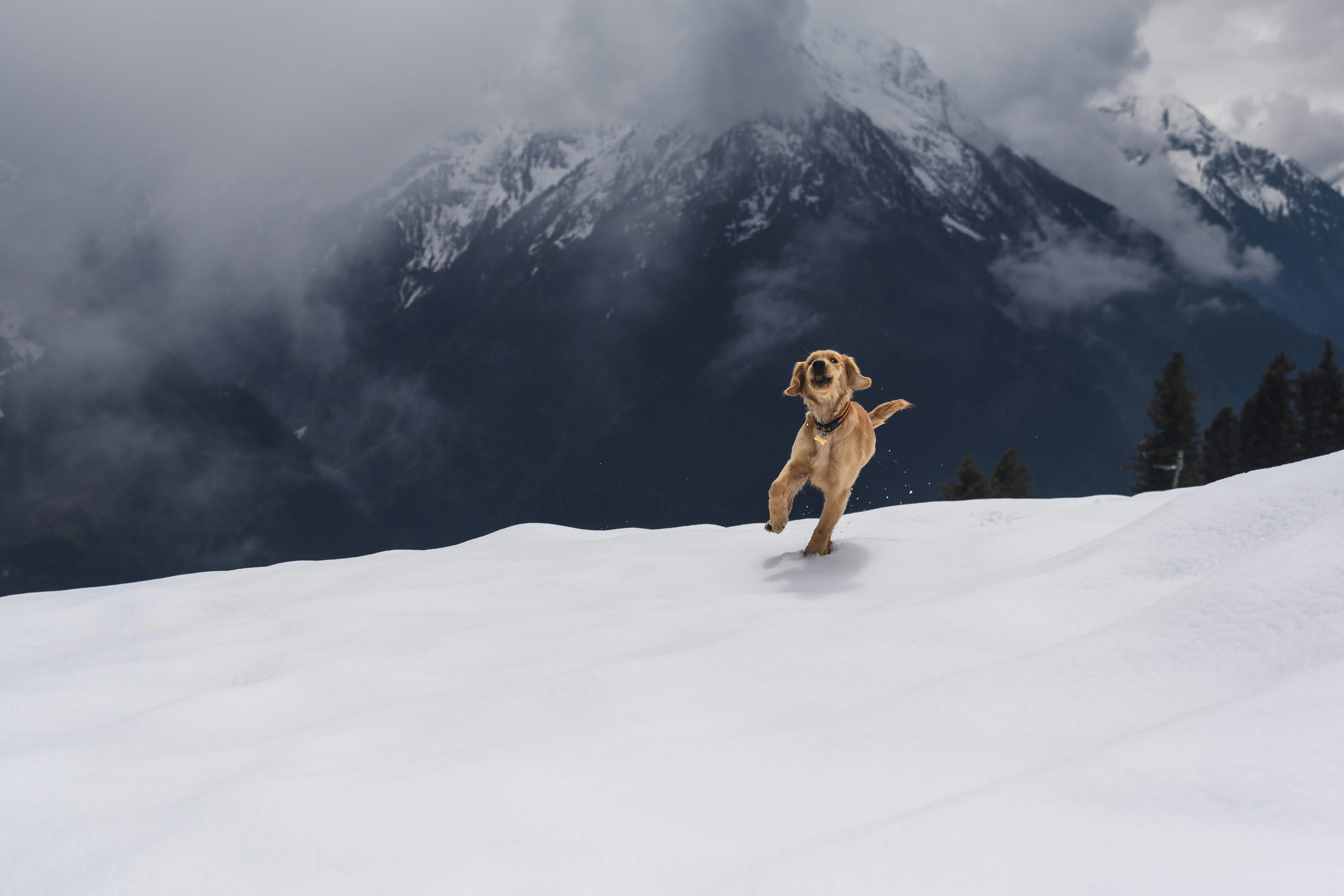 A golden retriever dancing in the snow of Penkenberg. May 2019. | Dog happily runs through the snowy mountains.