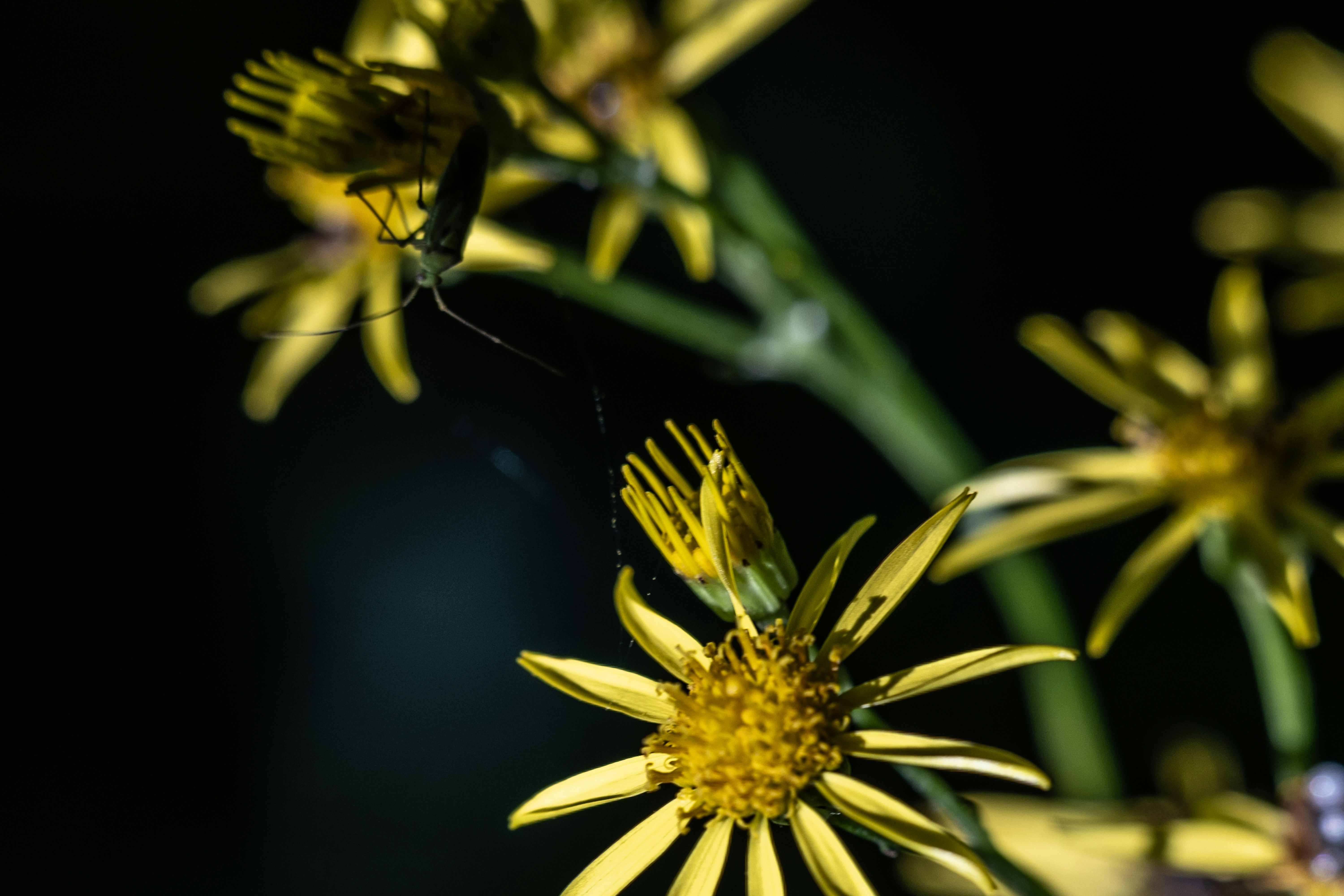 Whispers of Nature: A Yellow Floral Dance