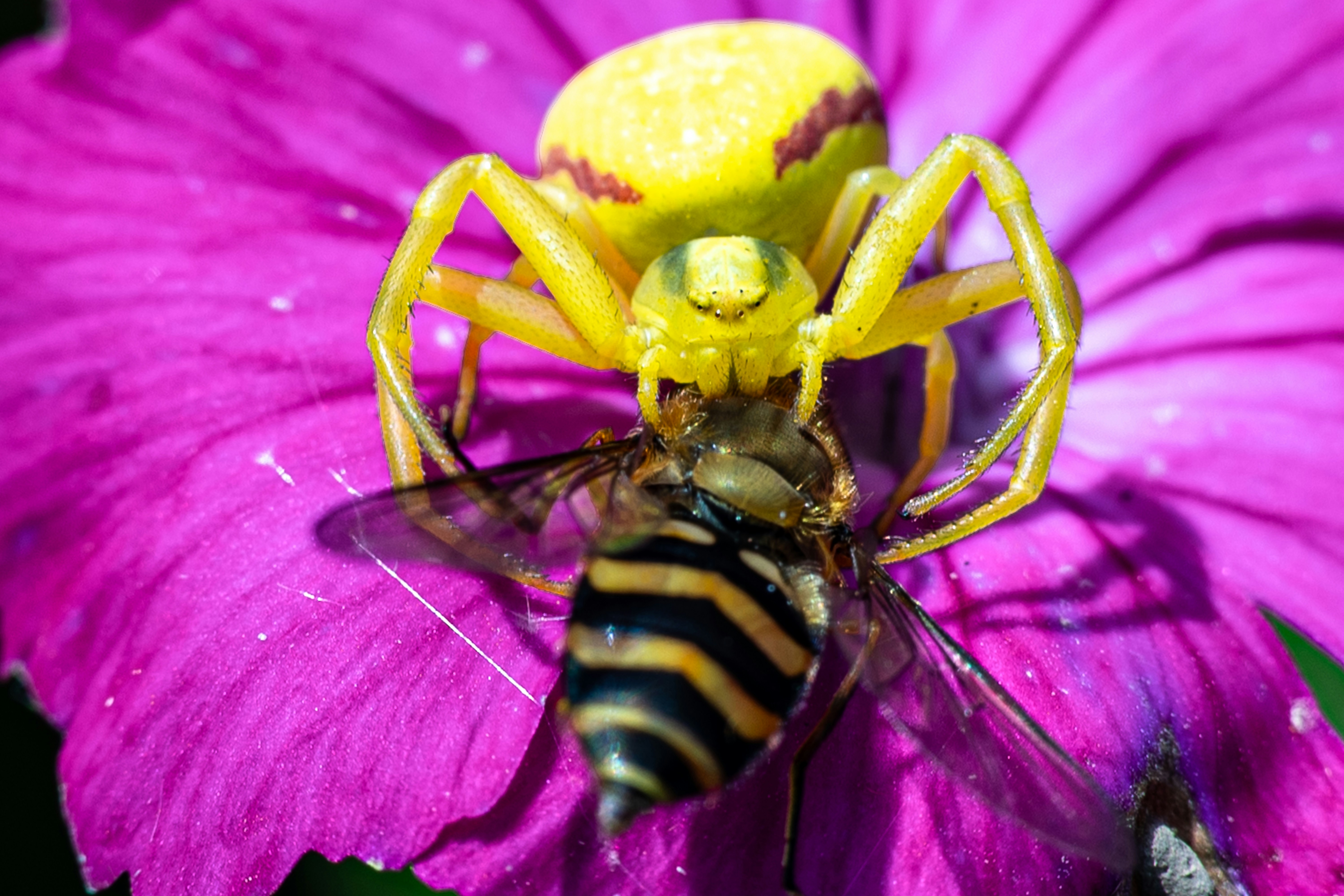 Nature's Intricate Dance: Predator and Prey in Vivid Detail
