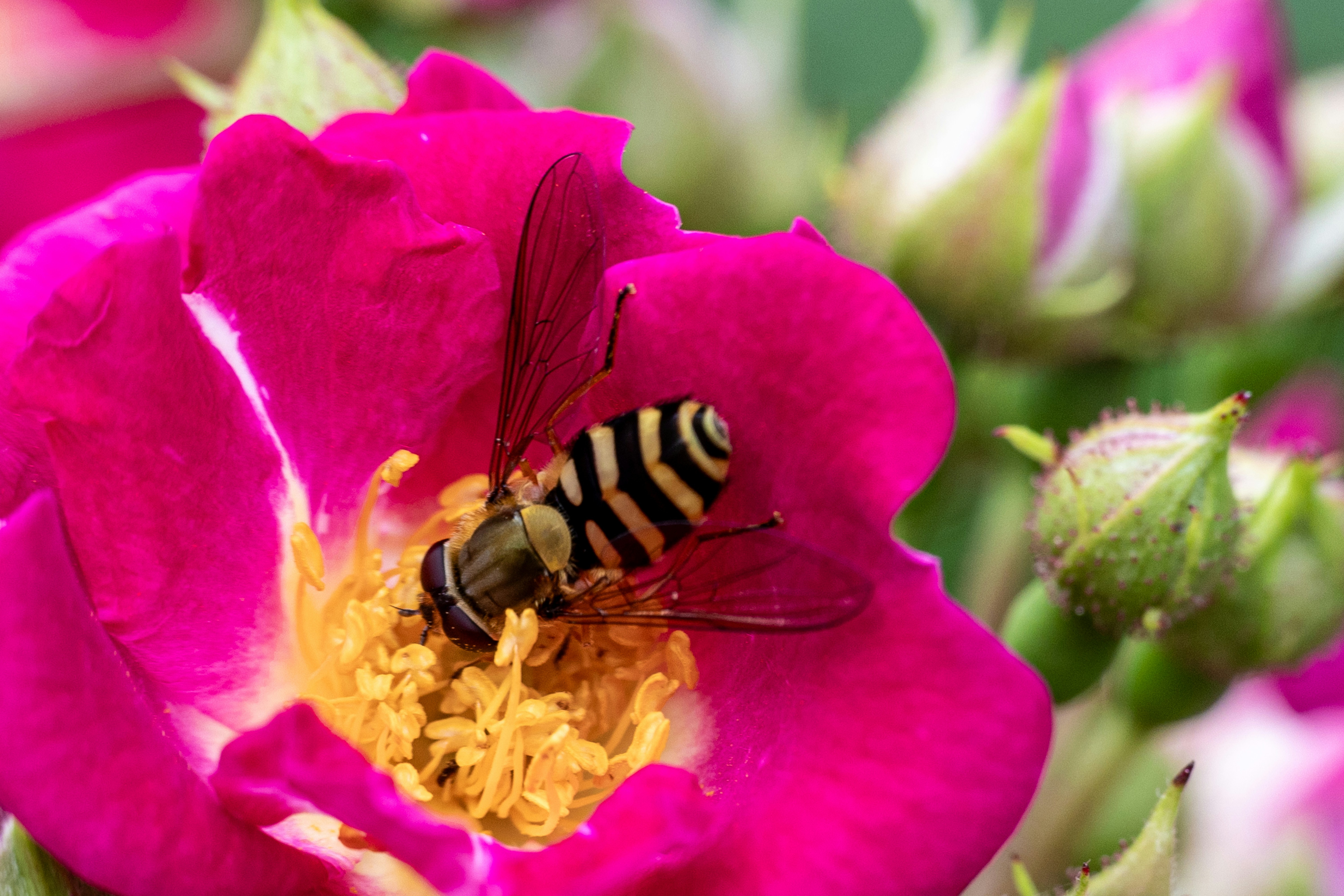 Harmony in Bloom: A Pollinator's Delight