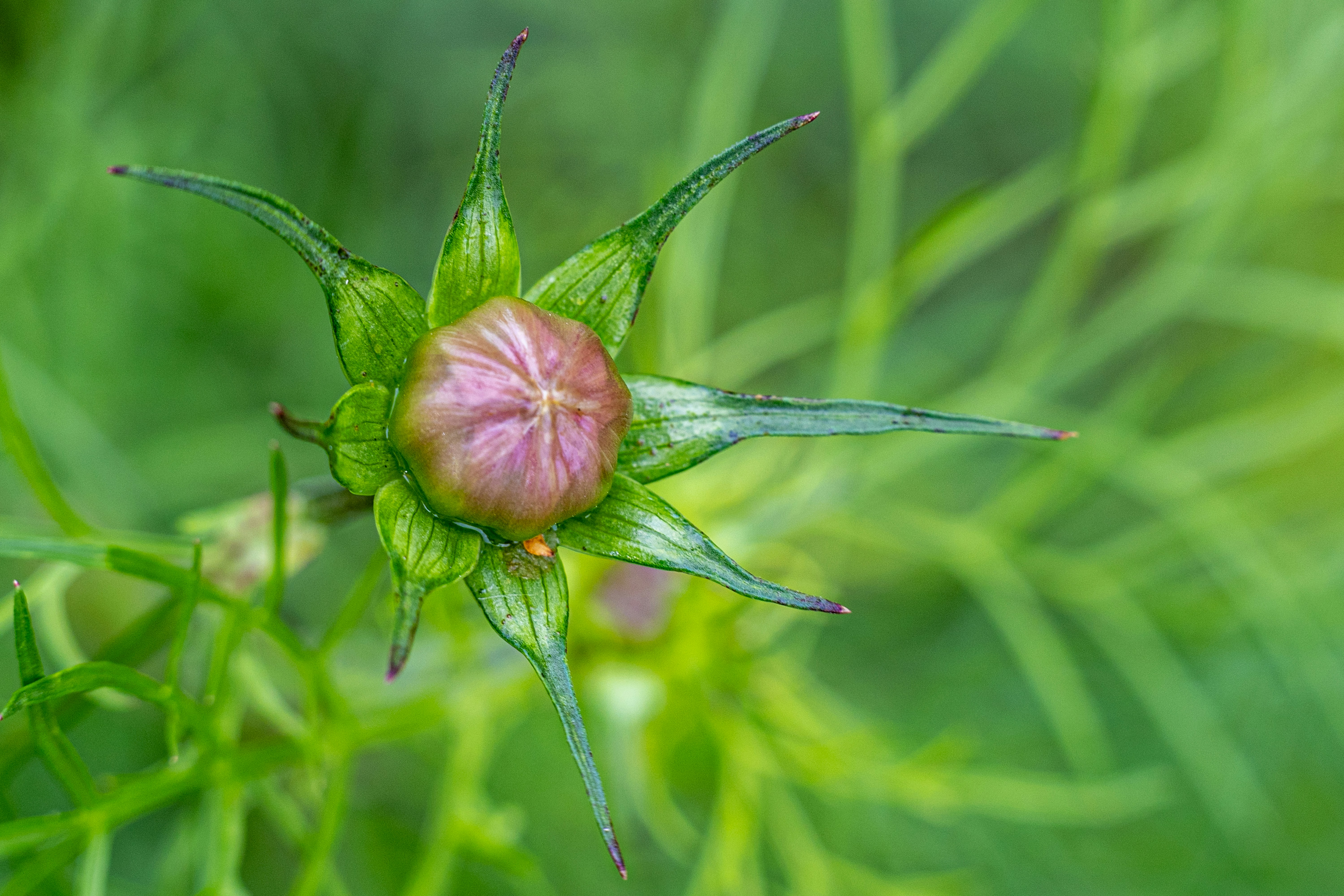 Emerging Promise: The Life Cycle of a Plant