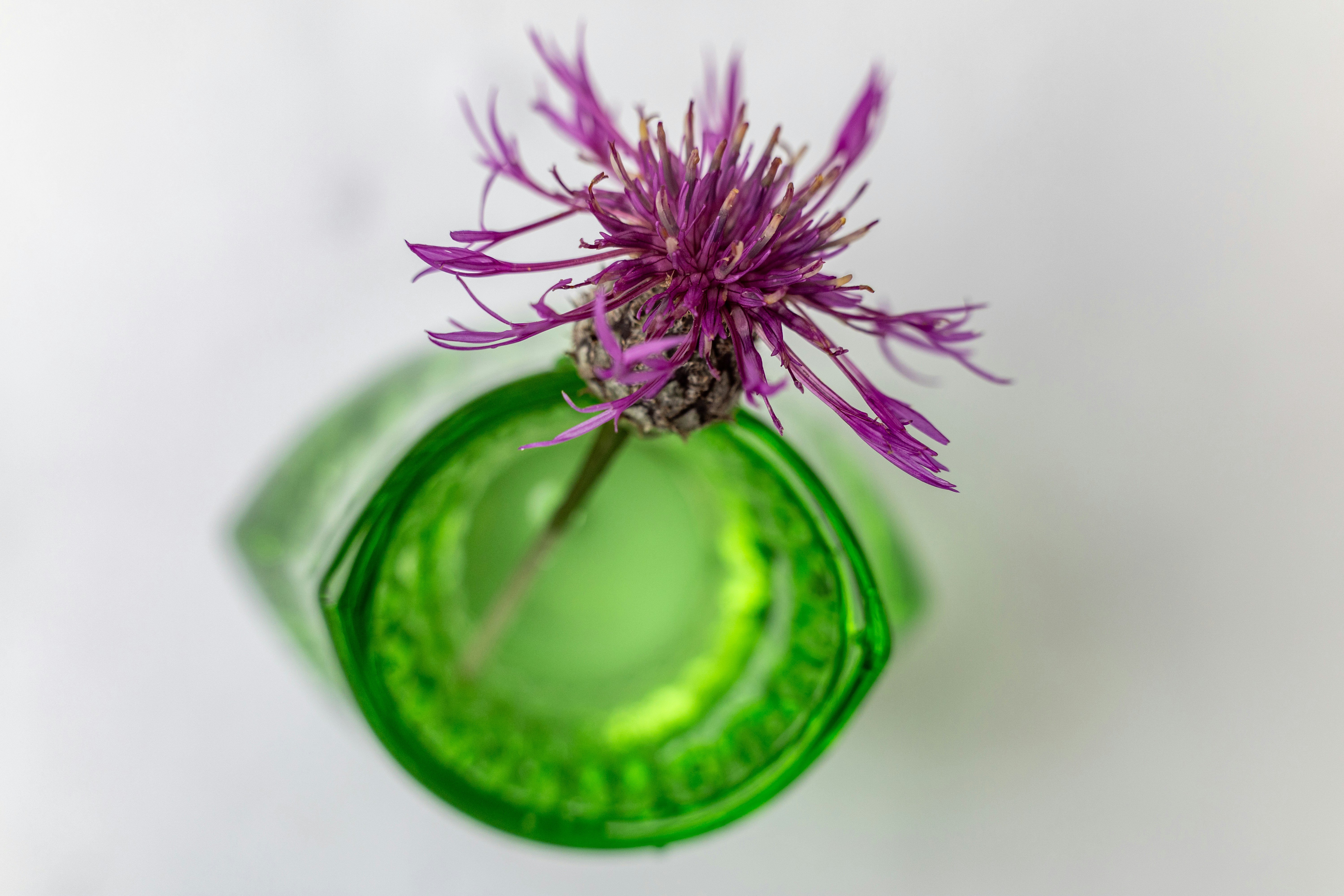 Emerging Elegance: A Floral Perspective