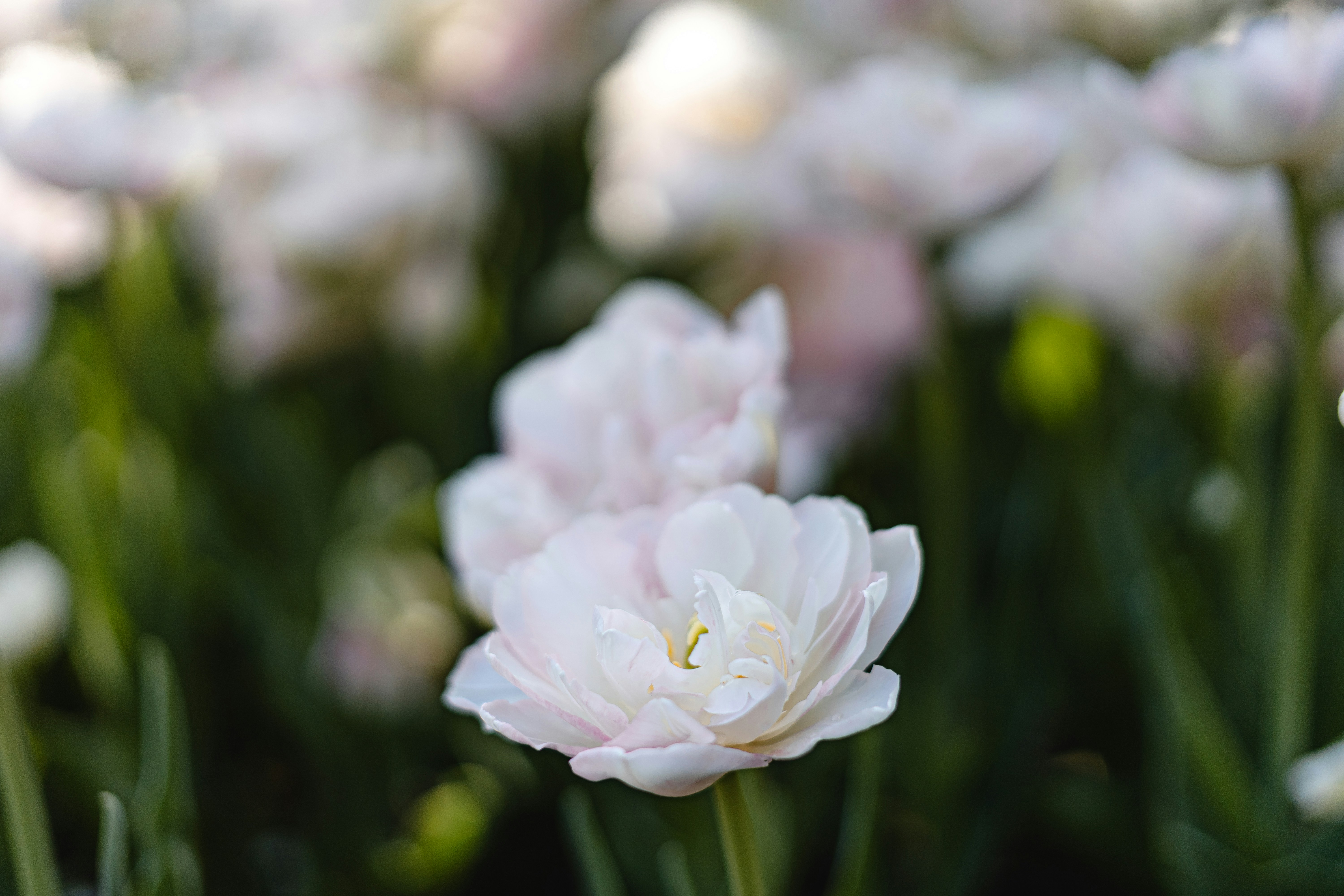 White flower | Beautiful white tulips in a garden.