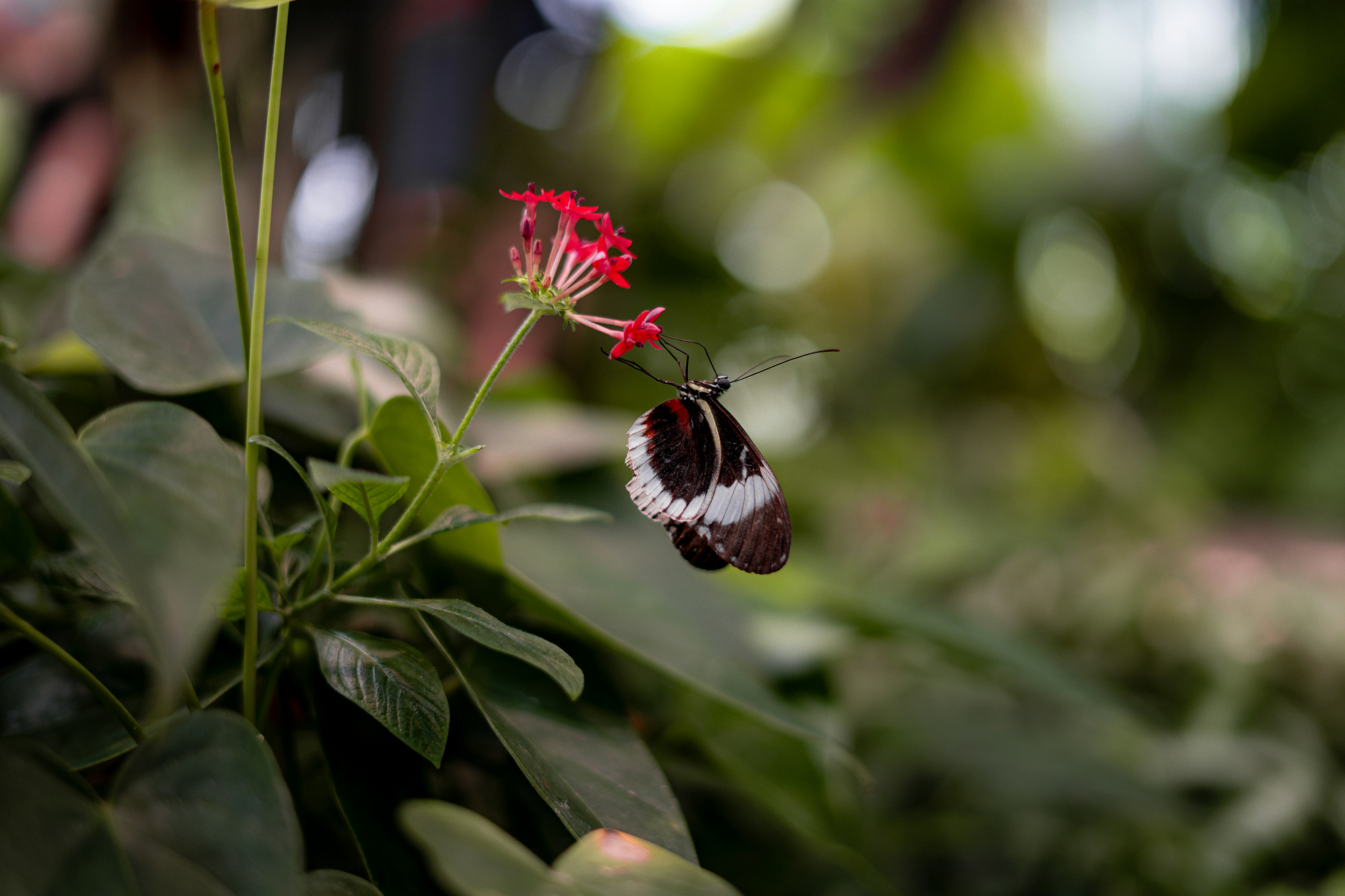 Black and red butterfly | A butterfly lands on a red flower.