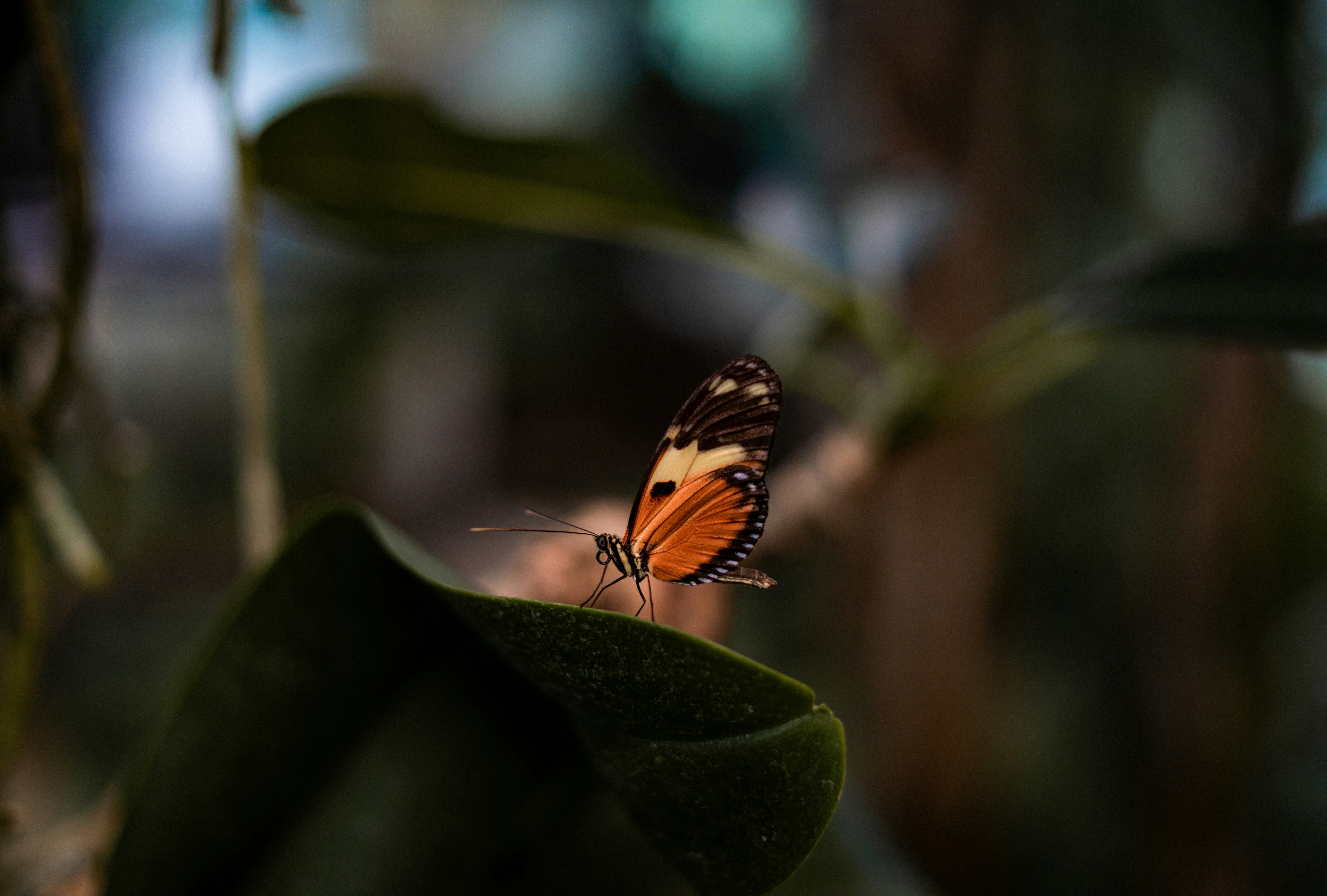 Orange Butterfly for flight | A butterfly rests on a green leaf.