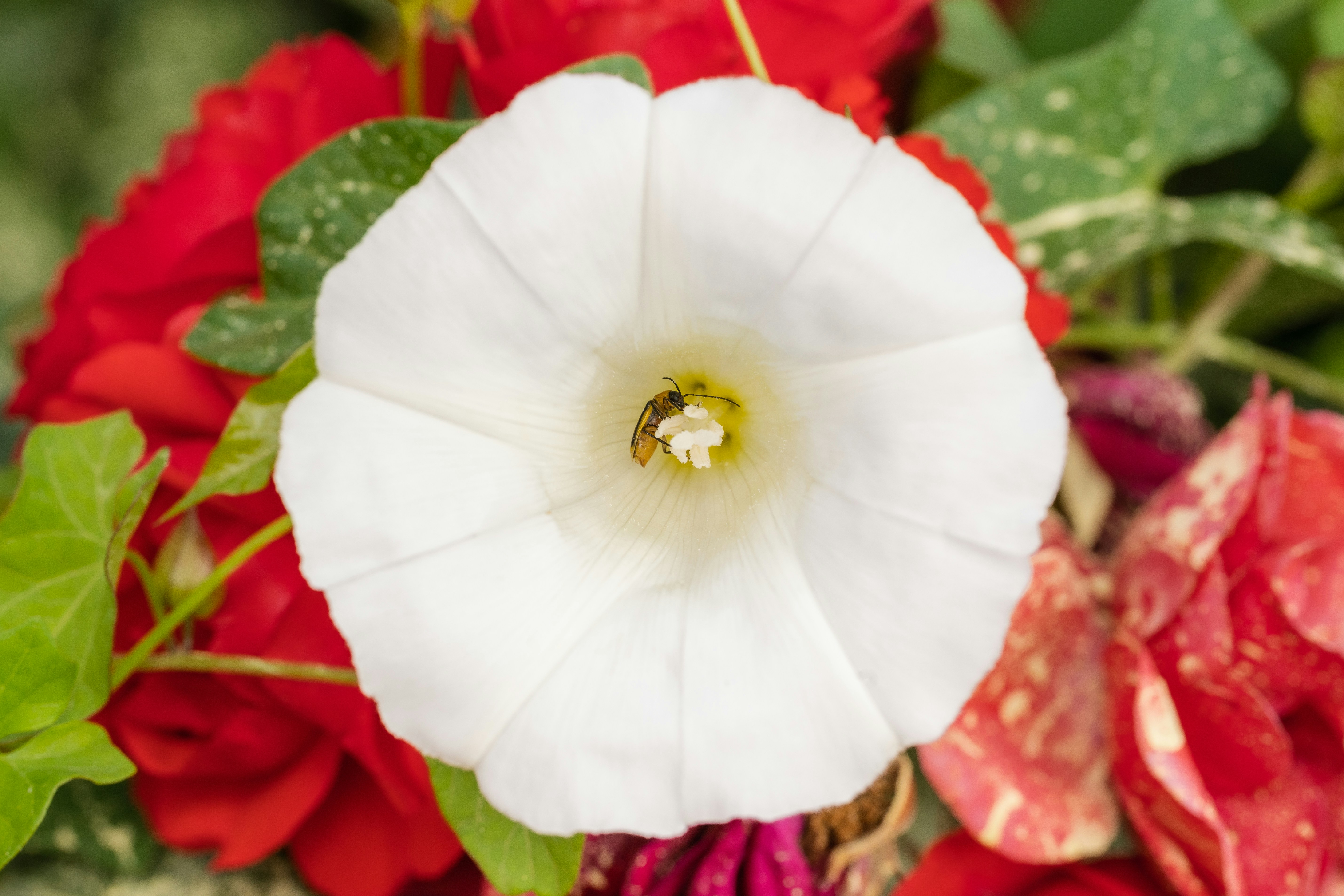 Harmony in Bloom: A Pollinator's Paradise