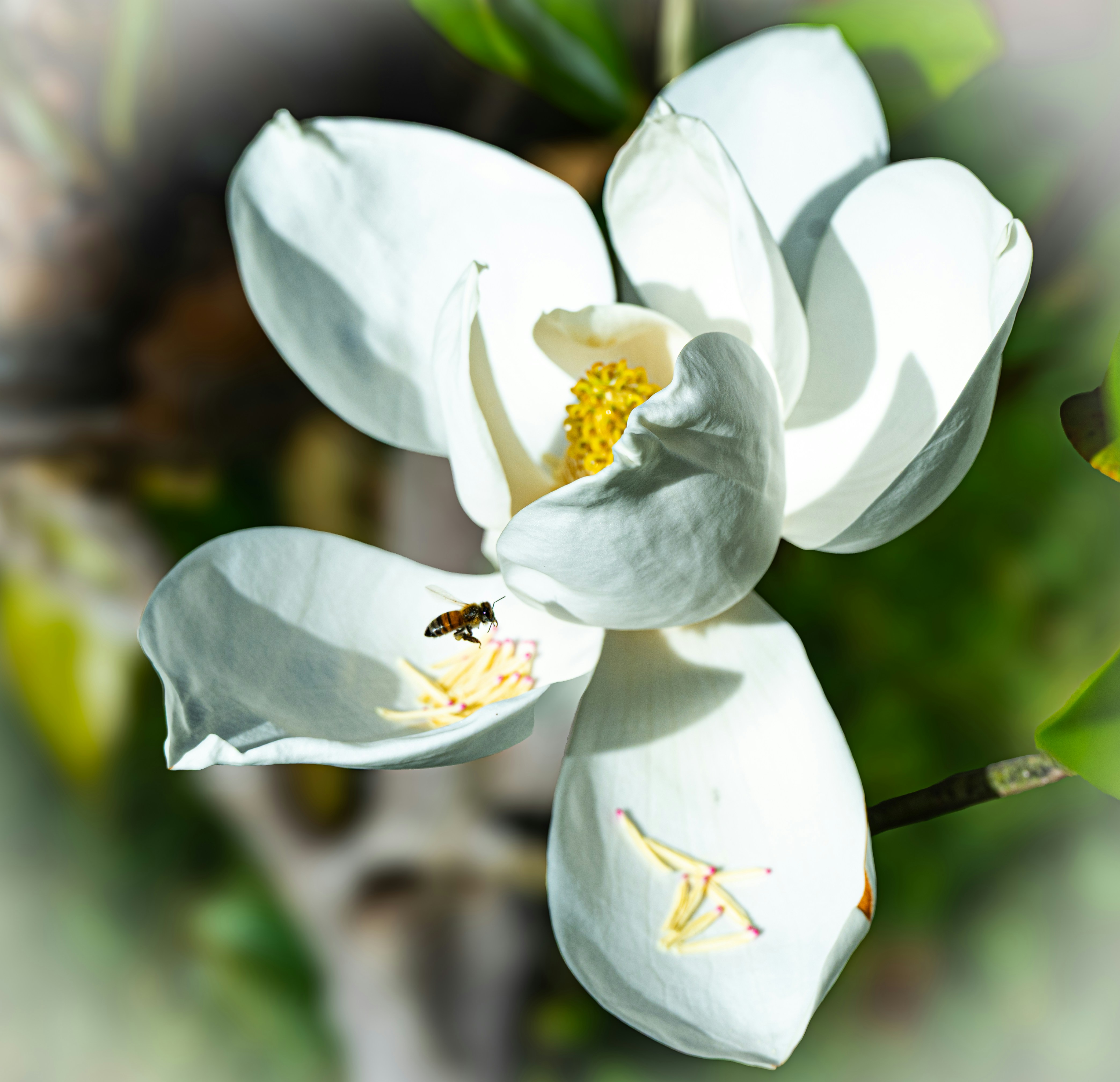 Whispers of Spring: The Magnolia's Embrace
