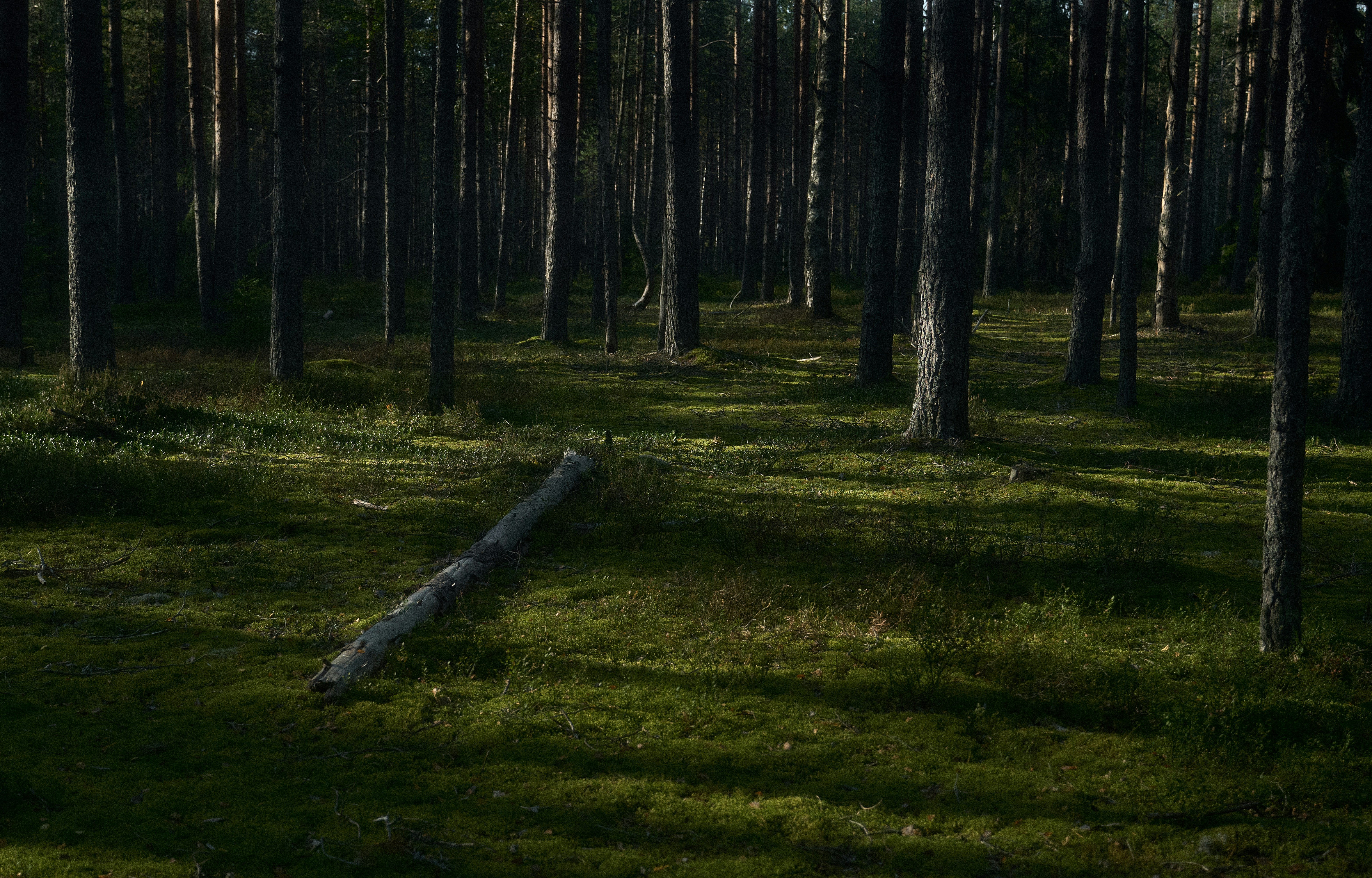 Sunlight filters through a dark forest.