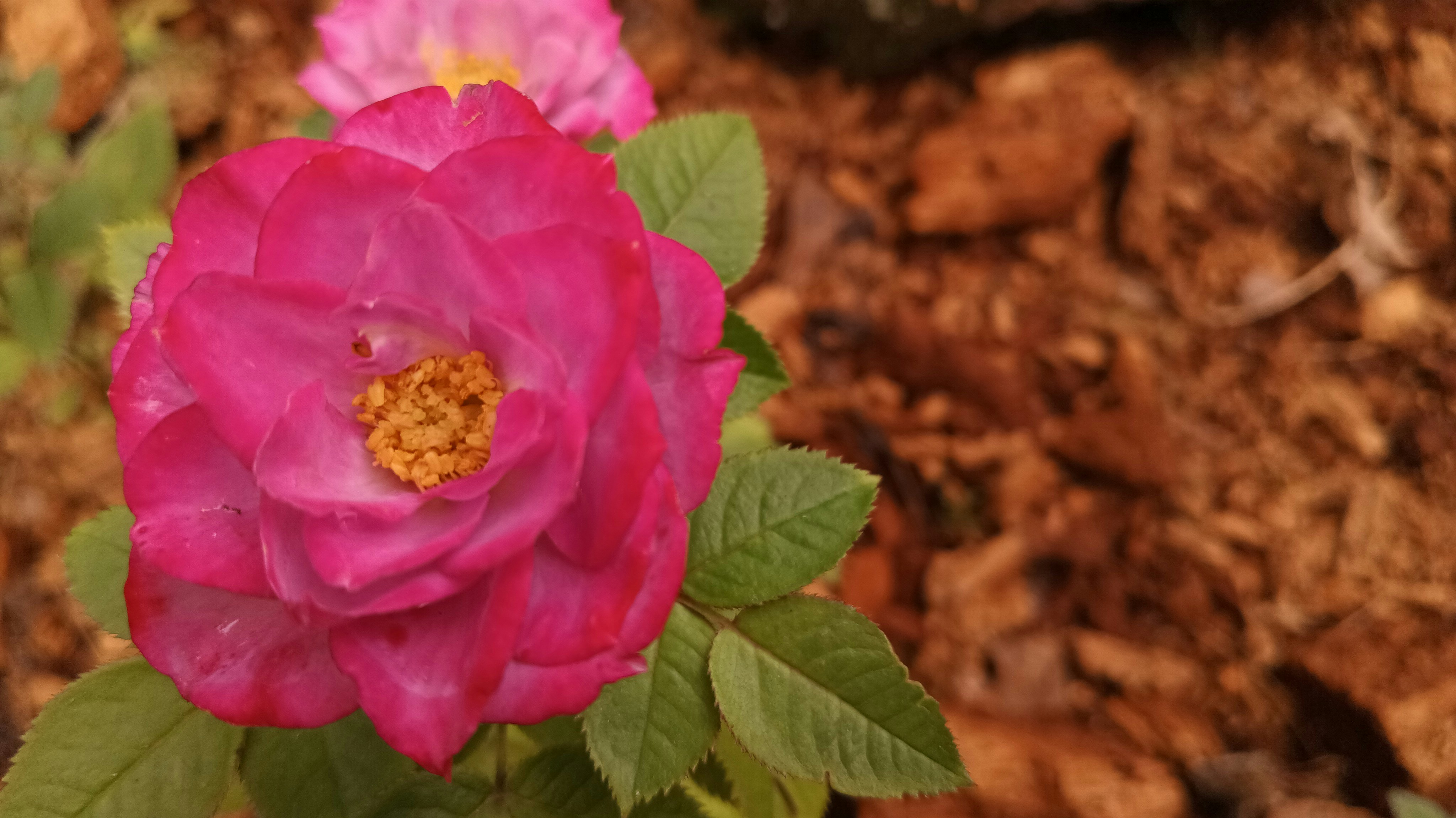 A beautiful pink rose blooms in the garden.
