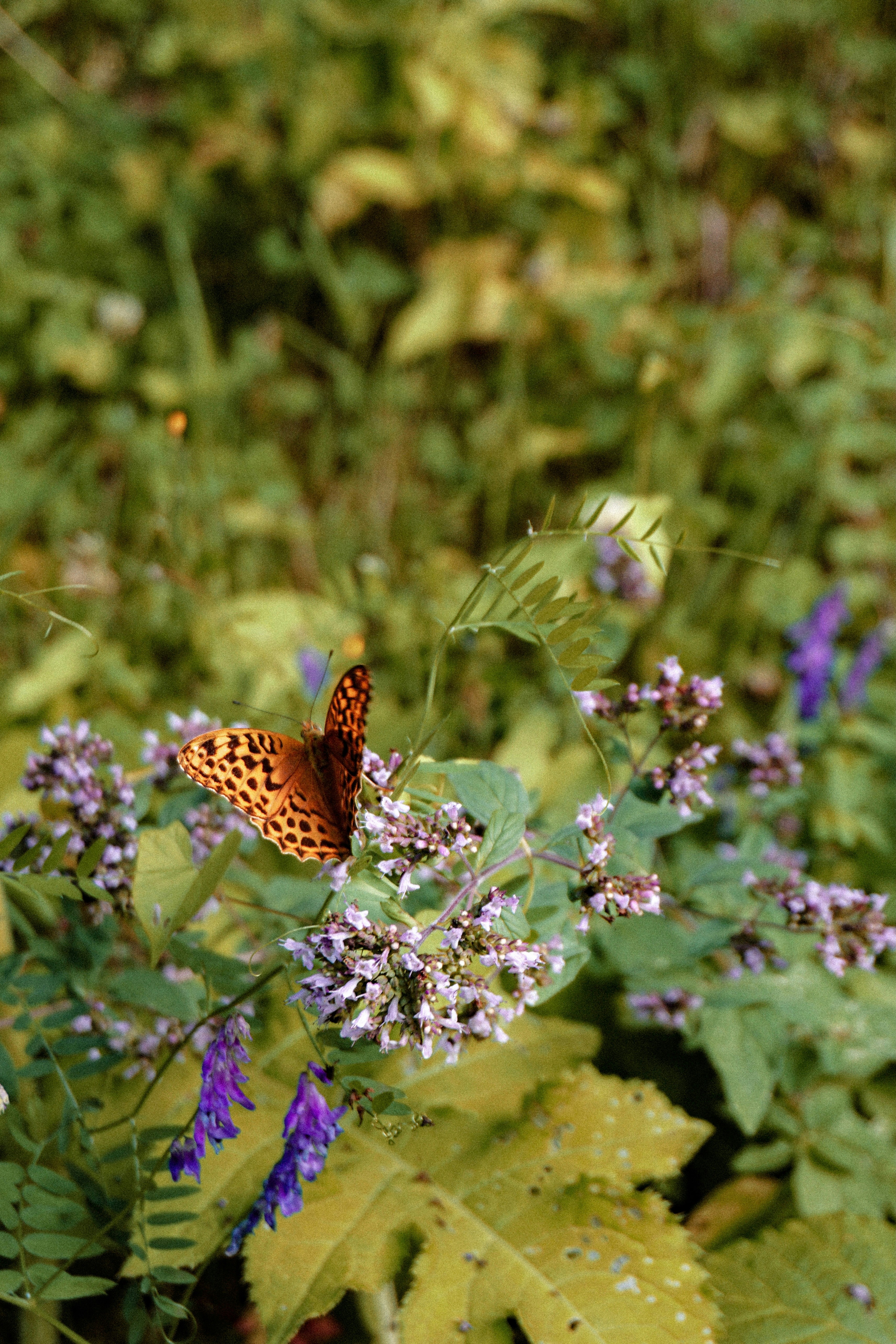 Nature's Delicate Dance