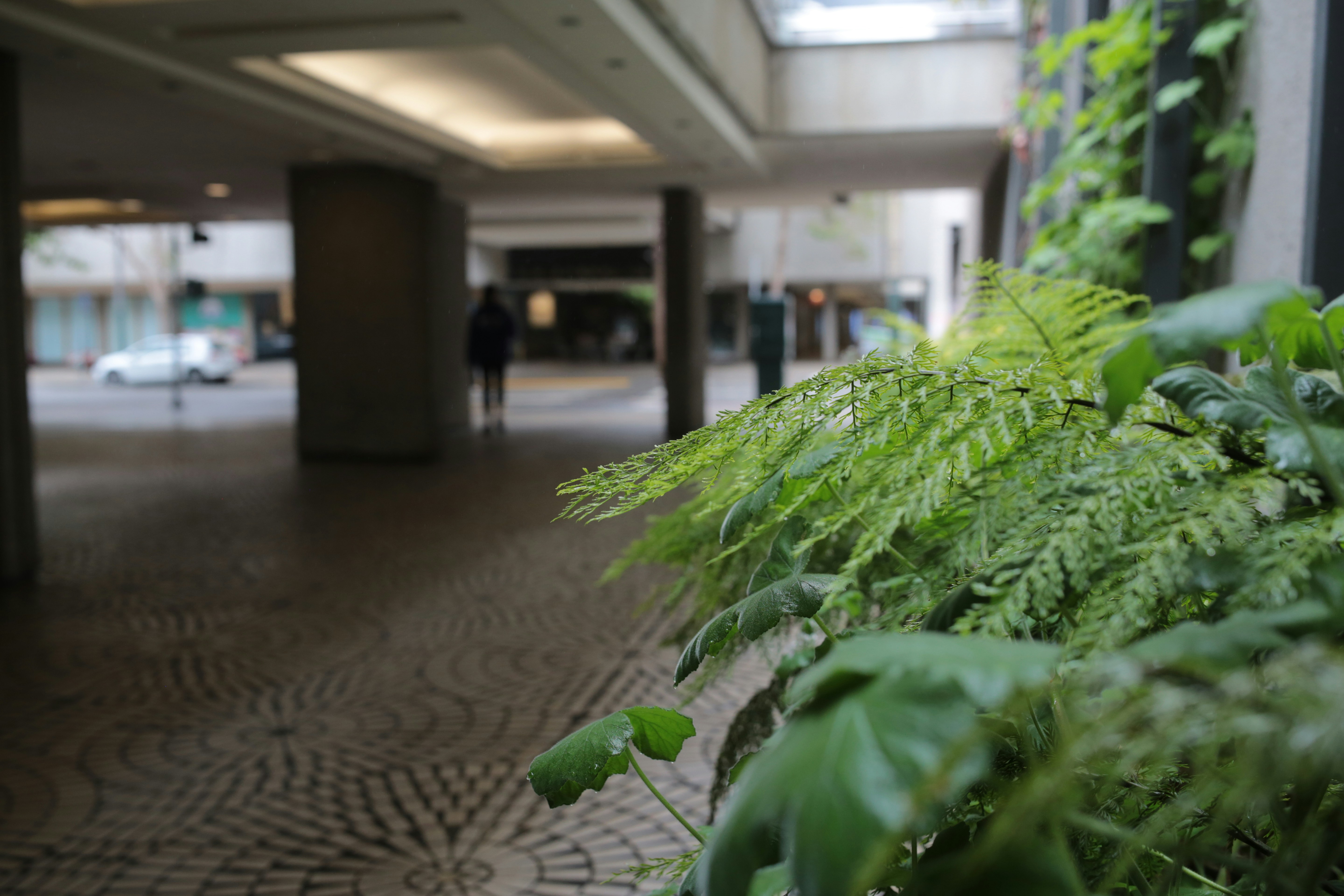 Fern Fronds at the City Edge: Quiet Corridor in Focus