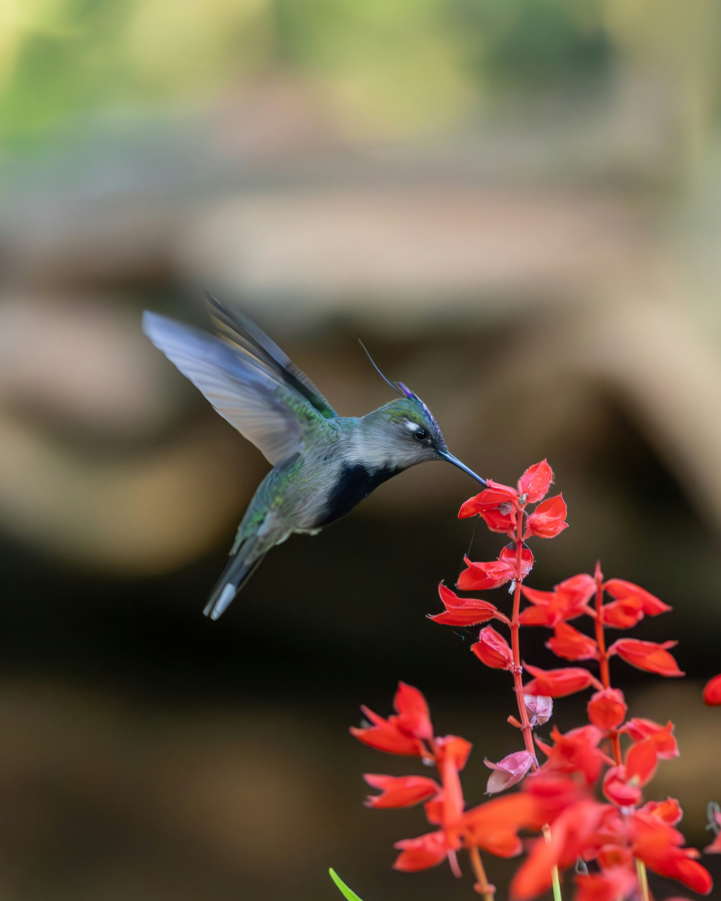 The Dance of Nature: A Hummingbird's Serenade