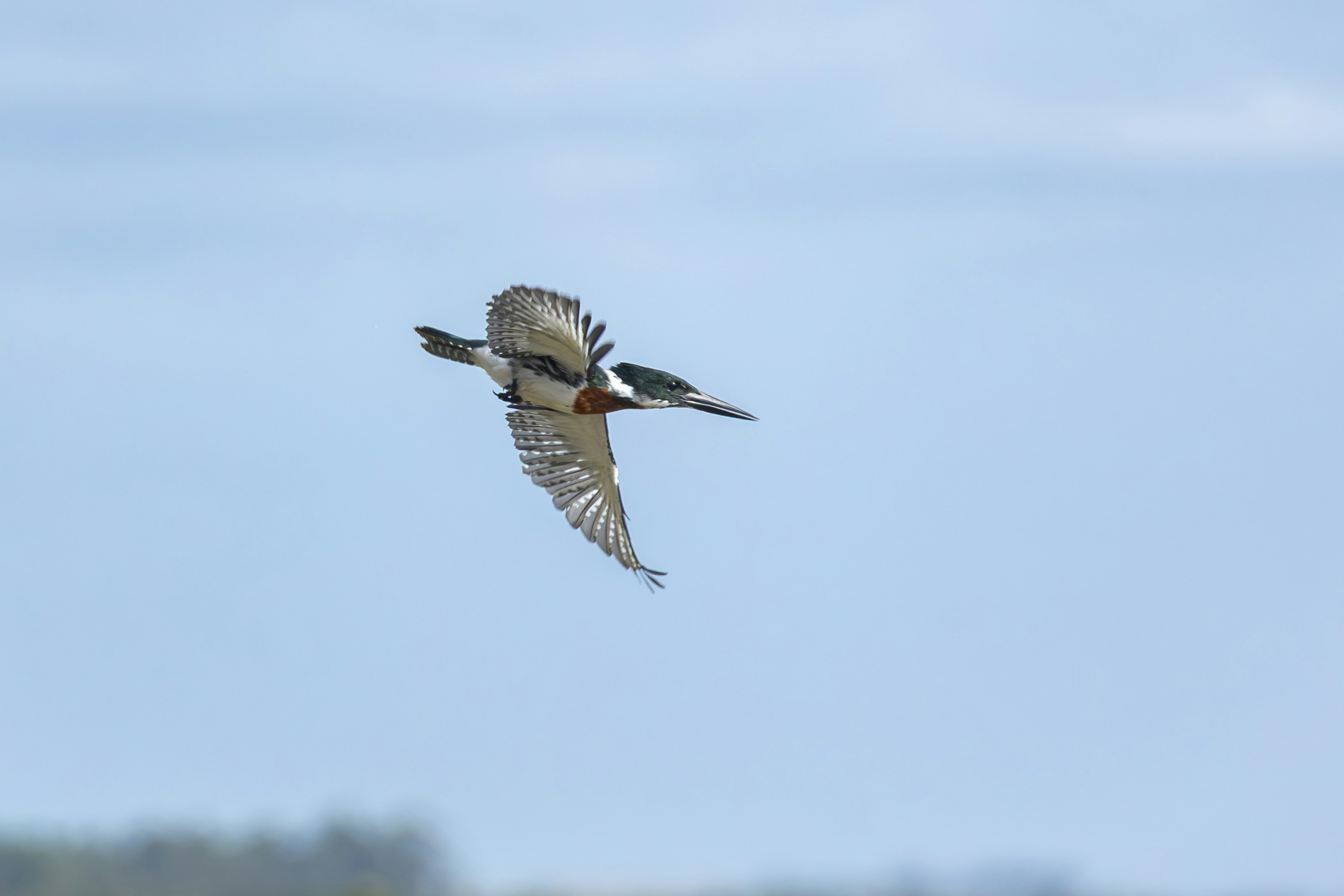 A solitary kingfisher glides above a calm blue backdrop