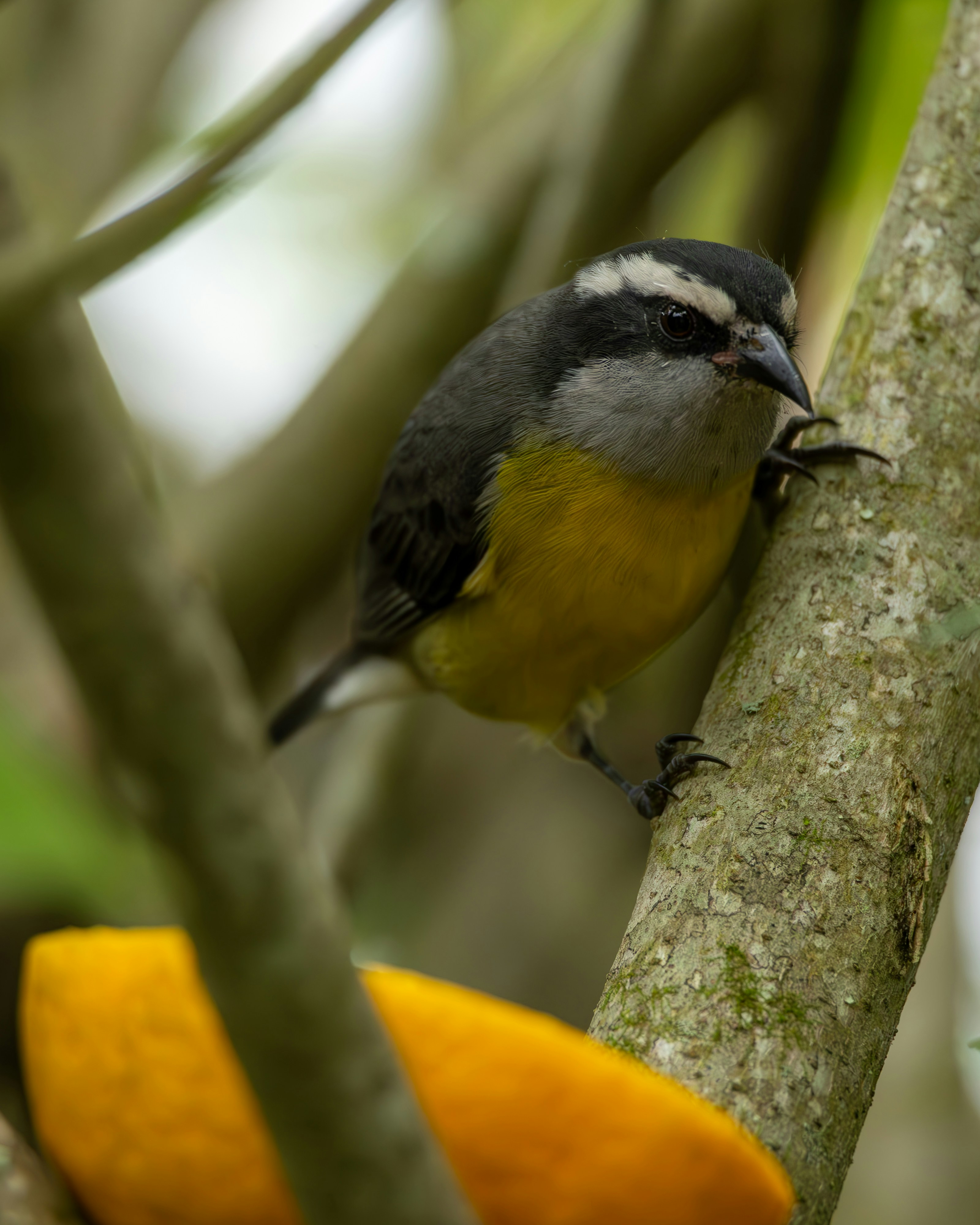 A Feathered Intruder Among the Foliage