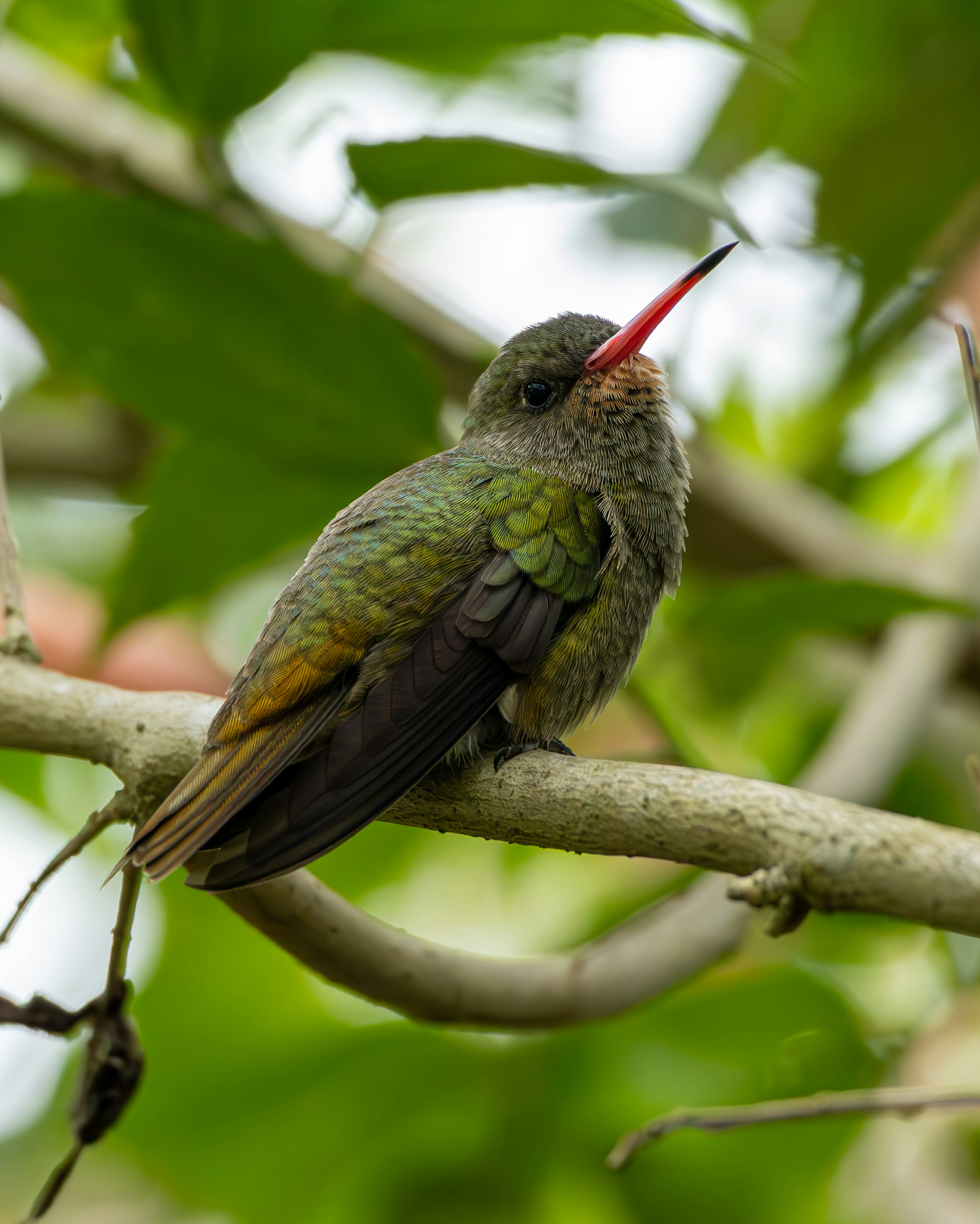 Whispers of Nature: The Hummingbird's Pause