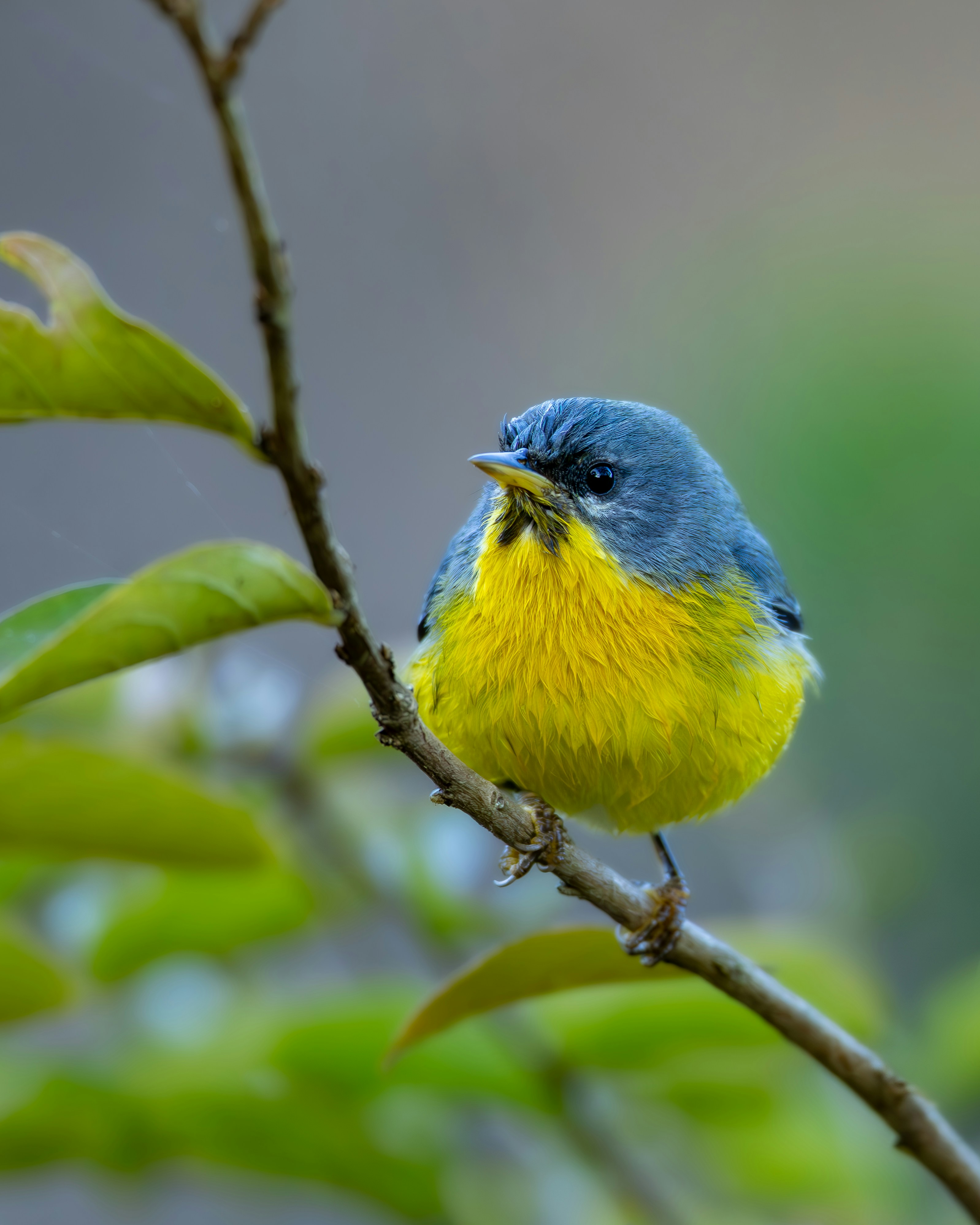 A colorful bird perches on a branch. photo – Free Wallpaper Image on ...