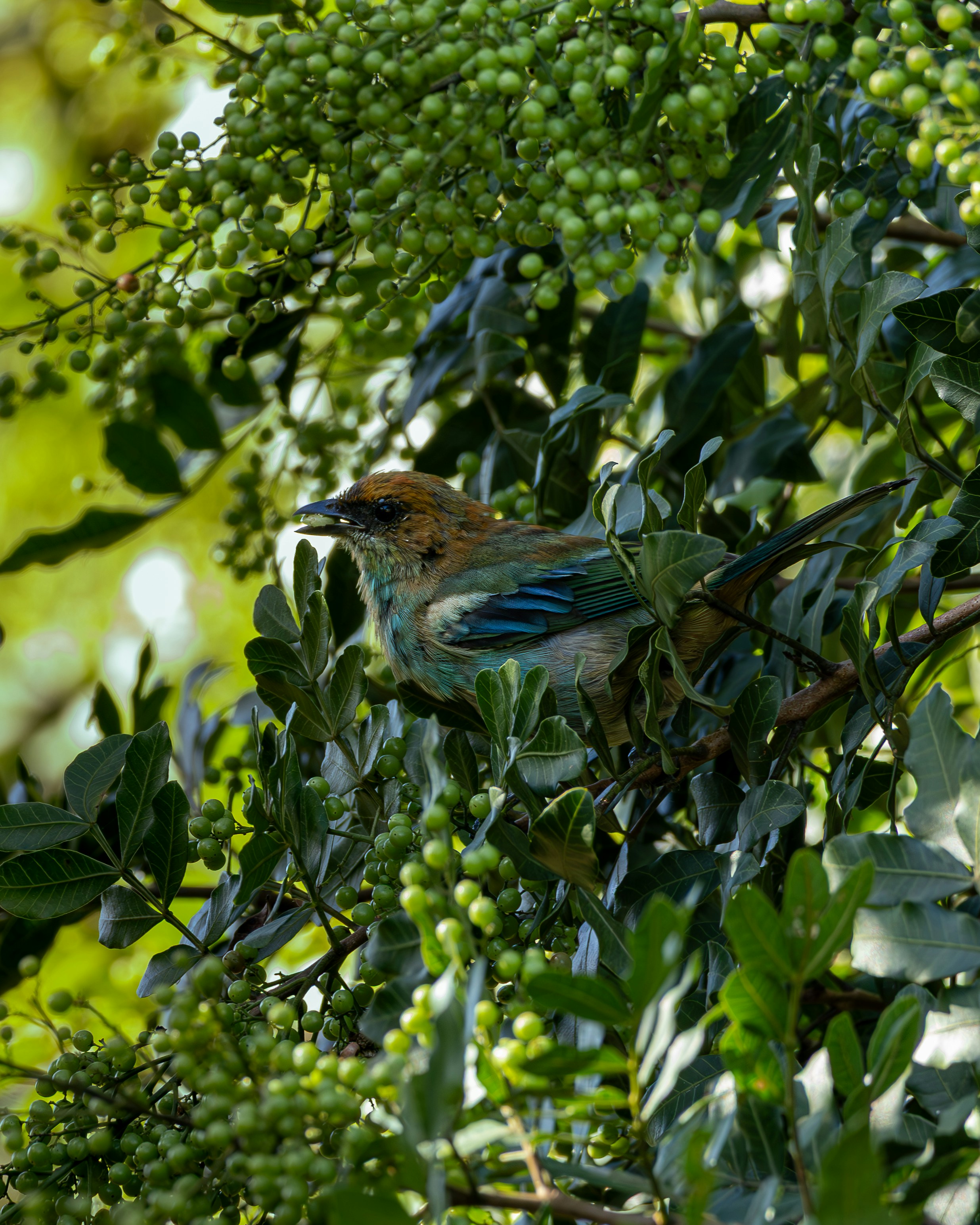 Emerald Hideaway: A Bird's Sanctuary Amongst Nature's Bounty