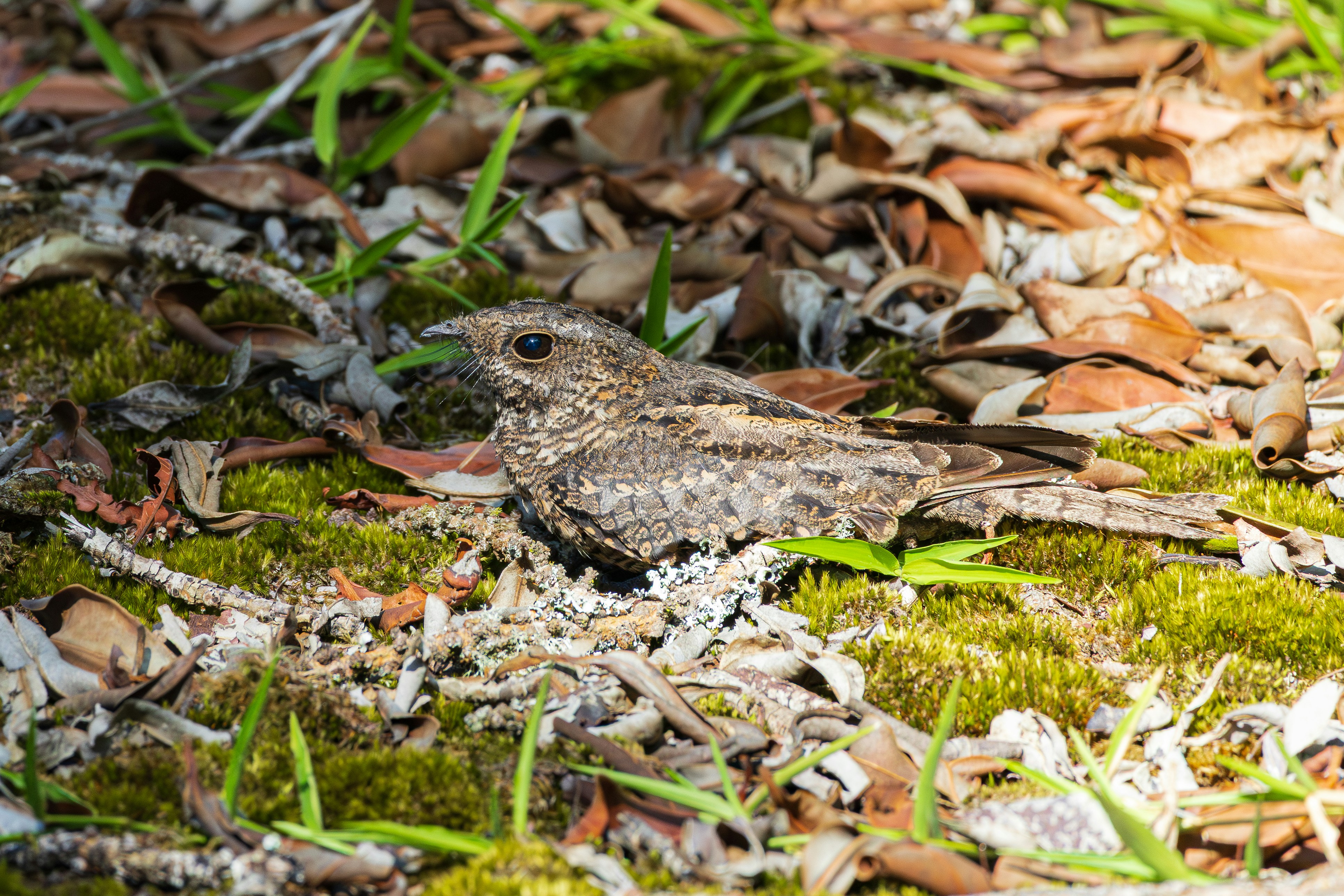 A camouflaged bird rests on the forest floor.