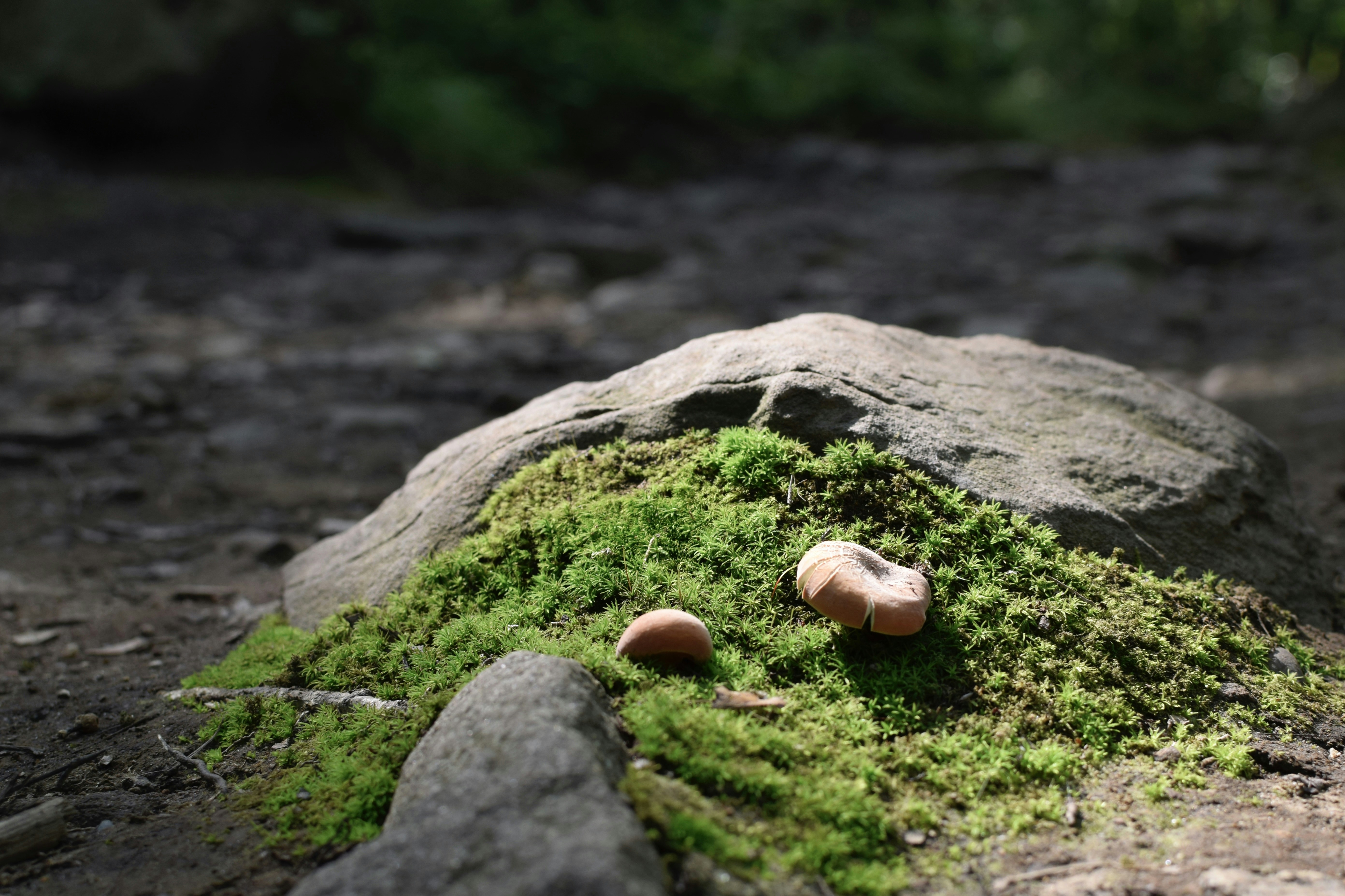 Mushrooms grow on mossy rock in the woods.