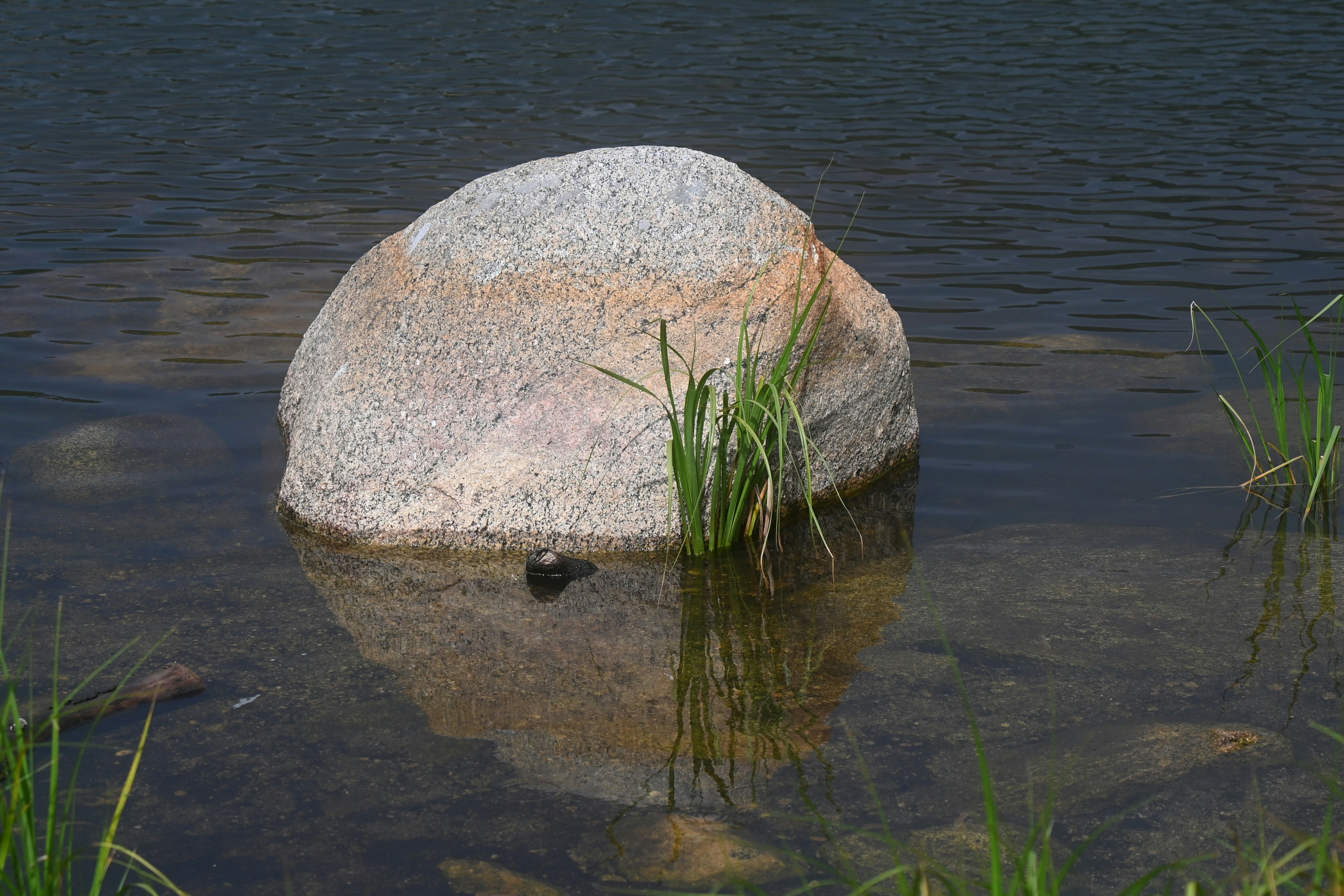 A large rock is in calm, clear water.