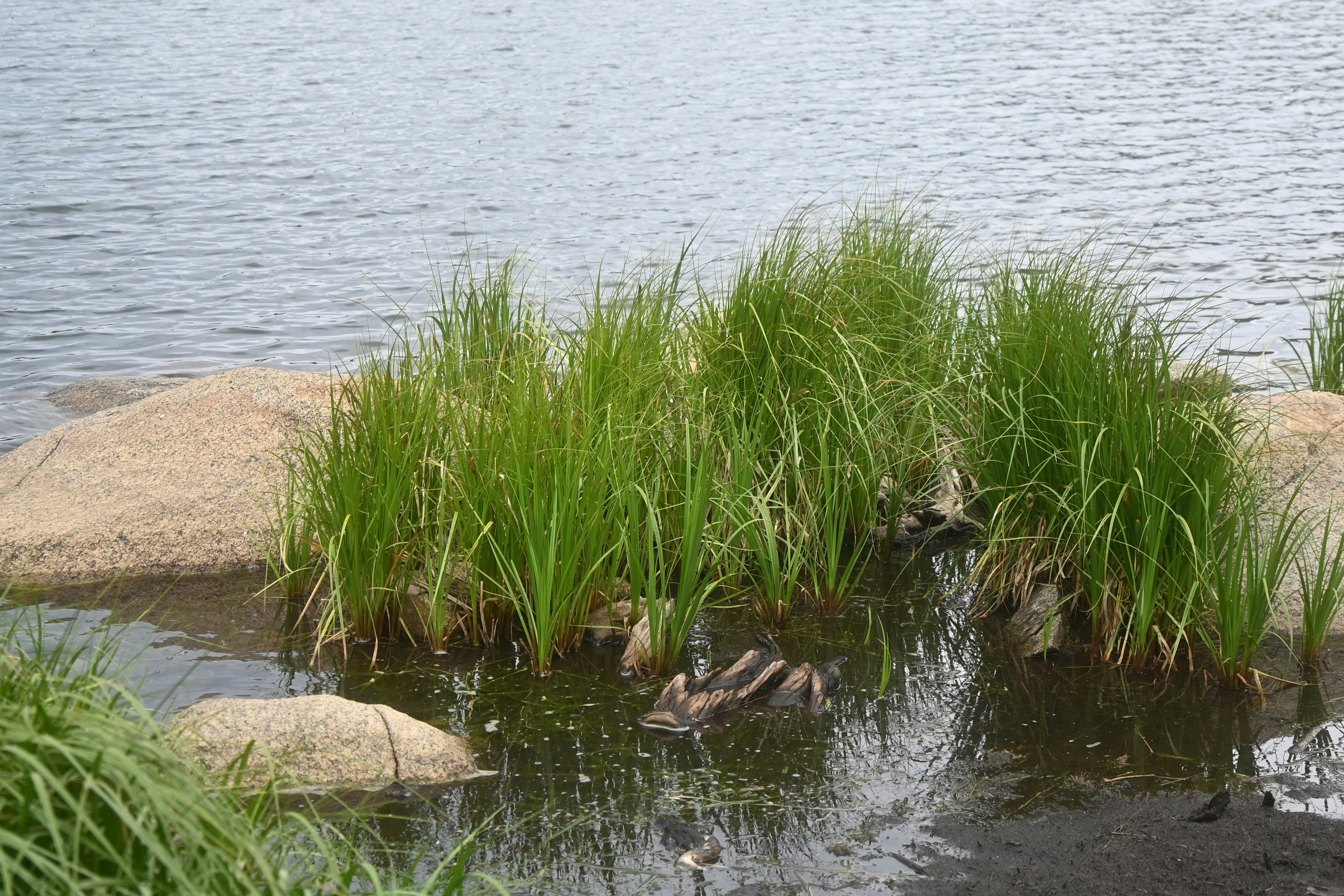 Lush green grasses emerge from a tranquil water surface, framed by smooth stones. A few ducks rest nearby, adding life to the serene landscape.
