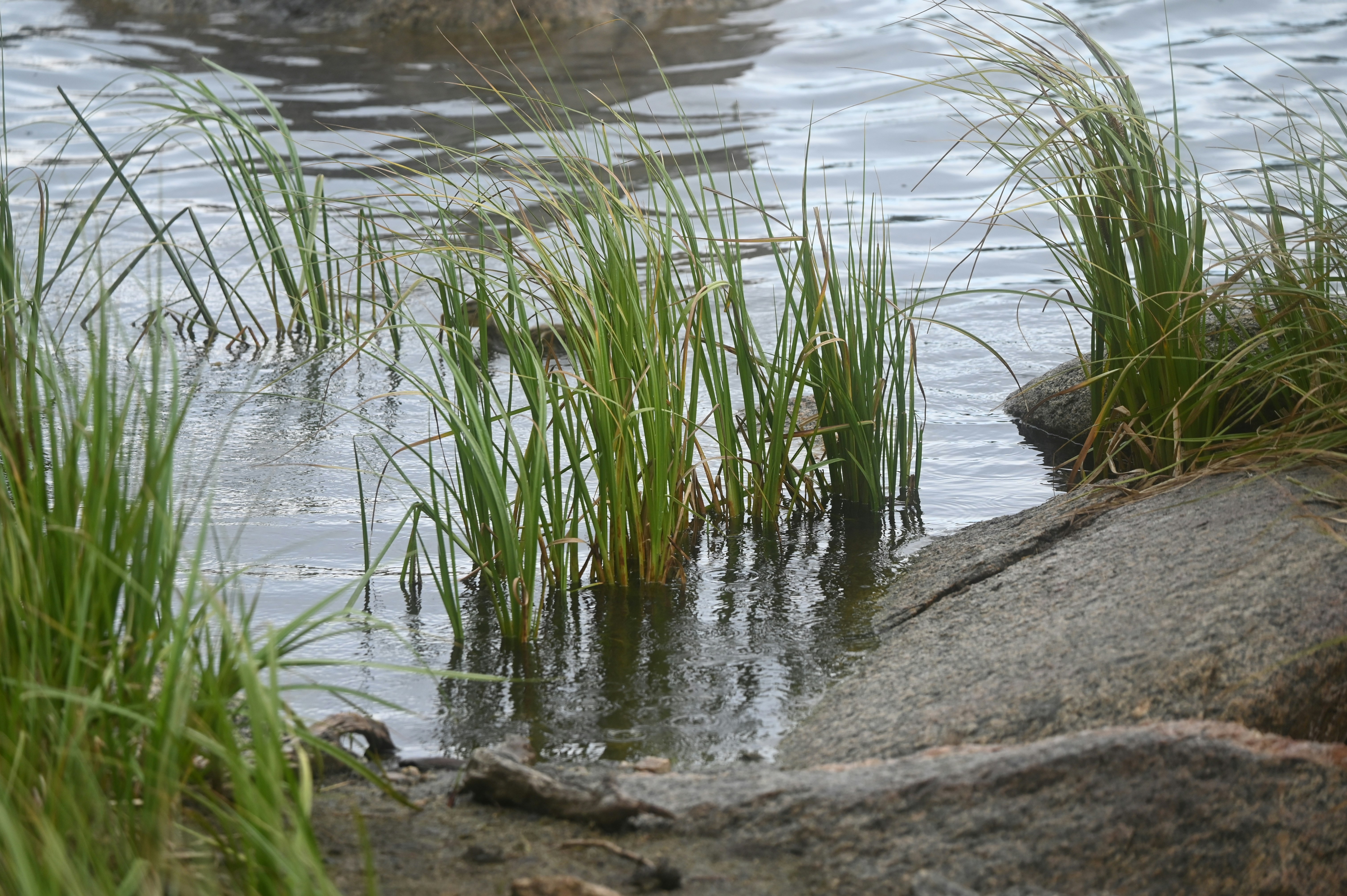 Grasses grow in shallow water near rocks.