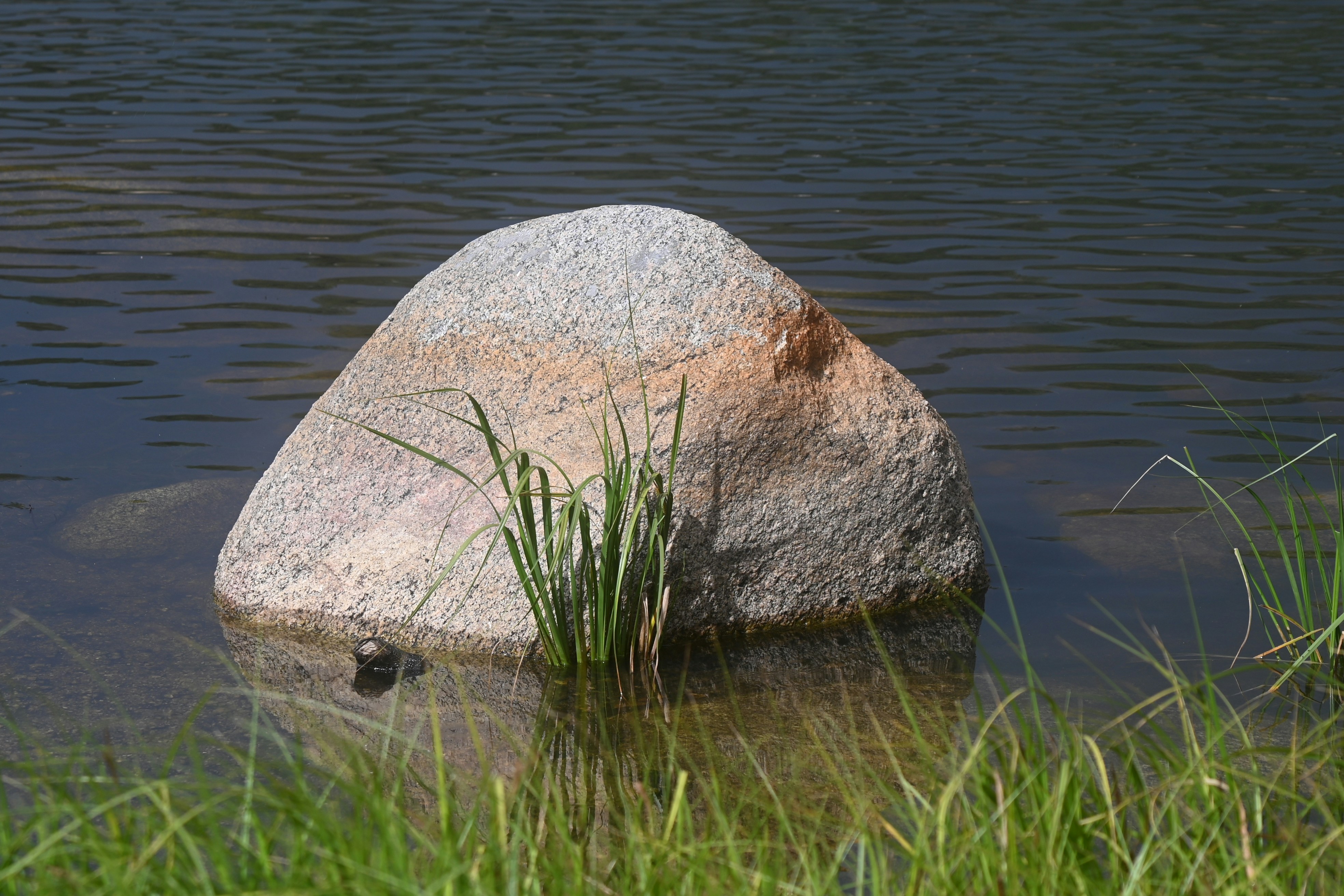 A large rock sits in water surrounded by grass.