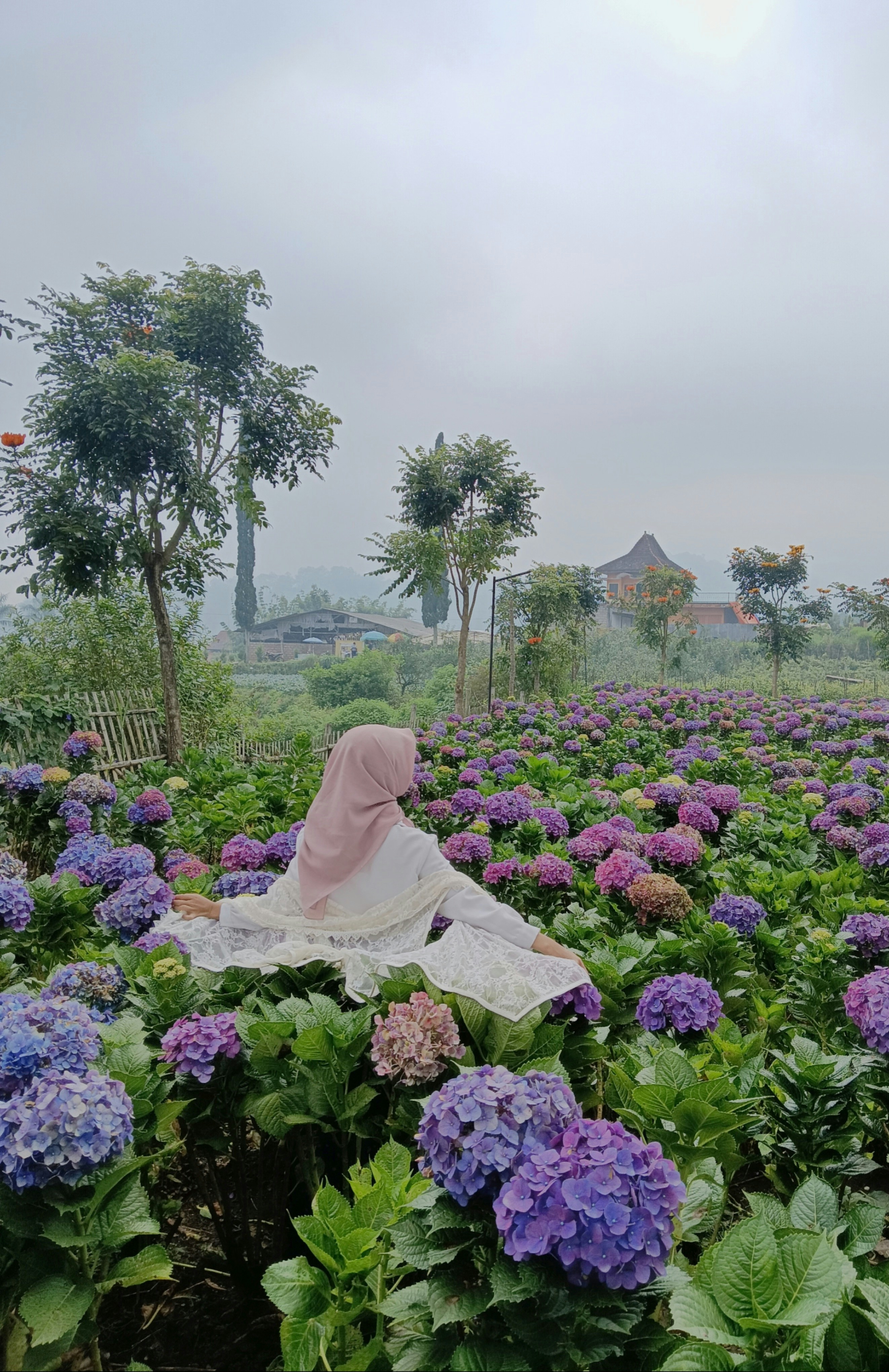 A woman sits in a field of hydrangeas.