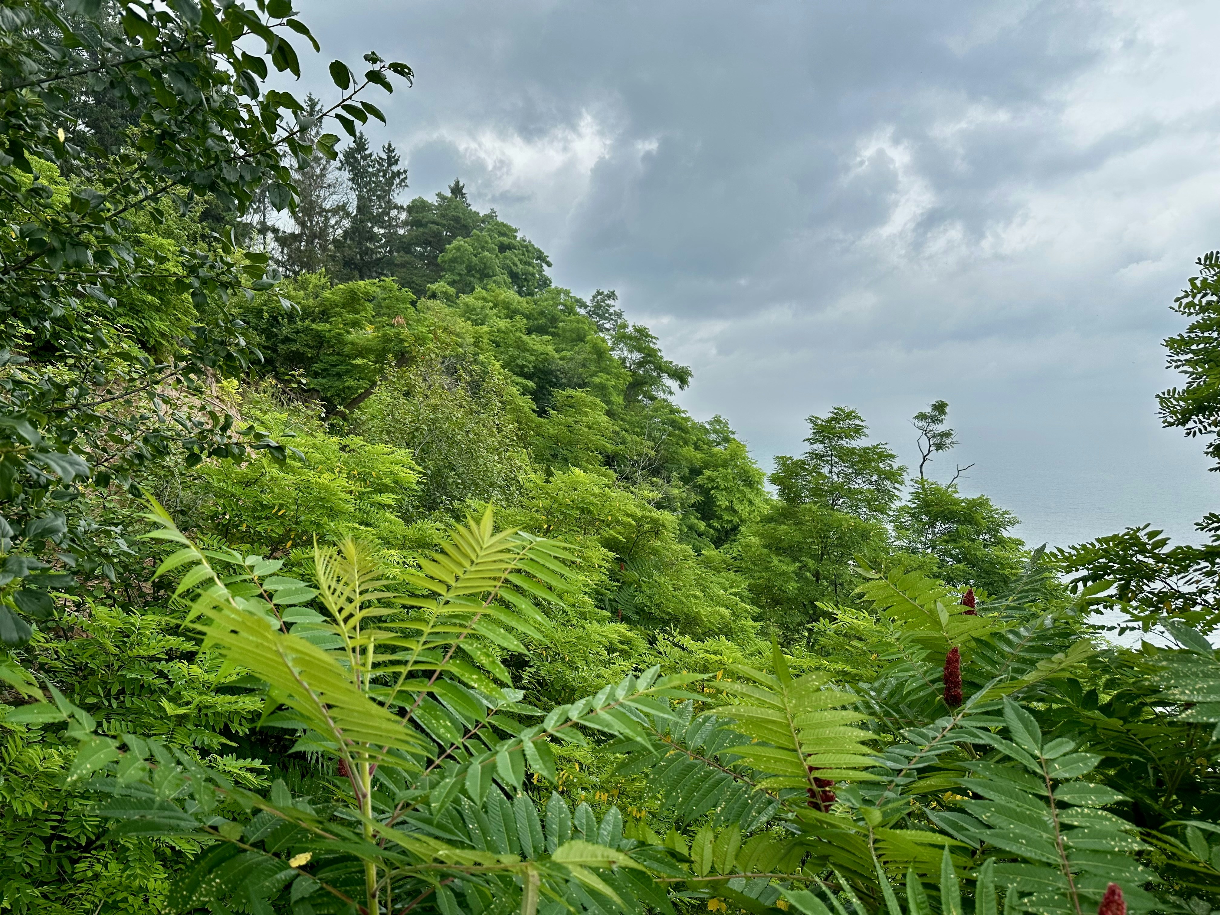 Plants on the side of a bluff. | Green forest against a cloudy sky.