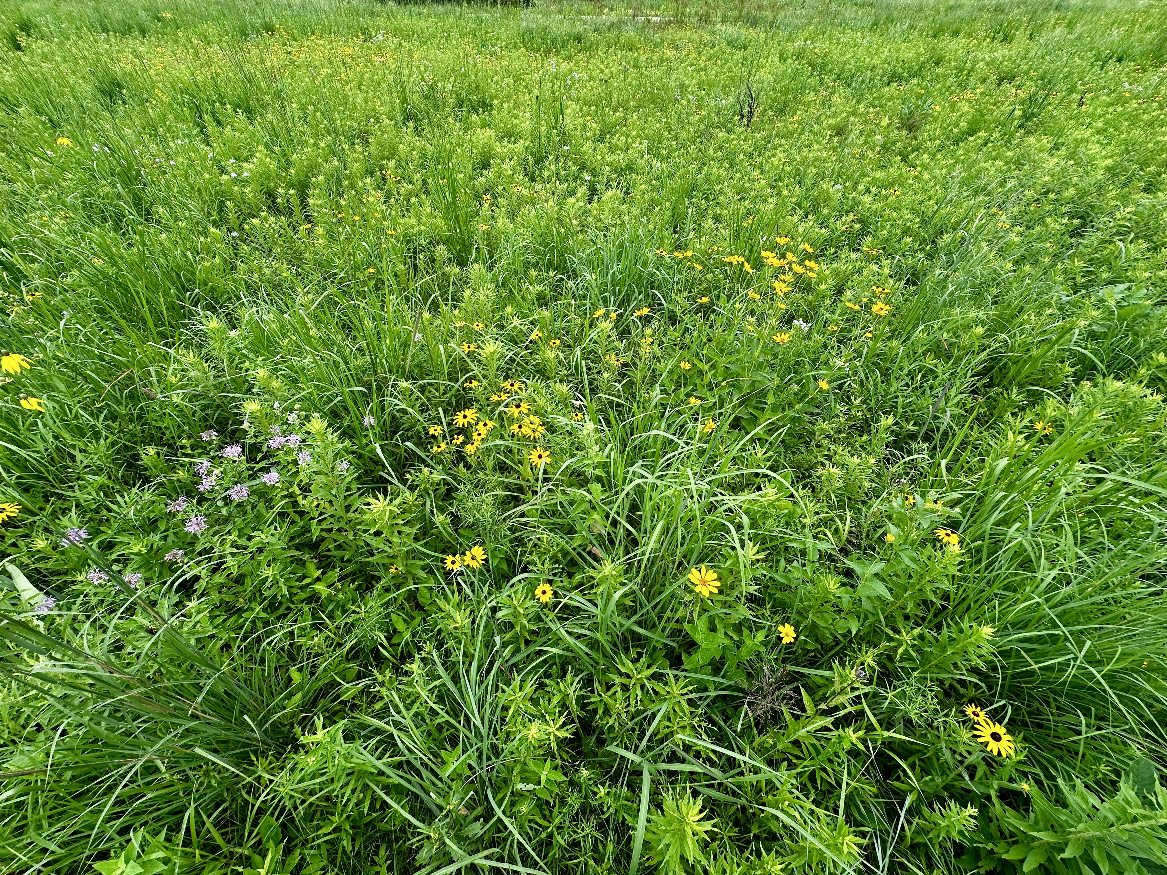 Vibrant wildflowers intermingled with lush green grasses in a natural meadow setting.