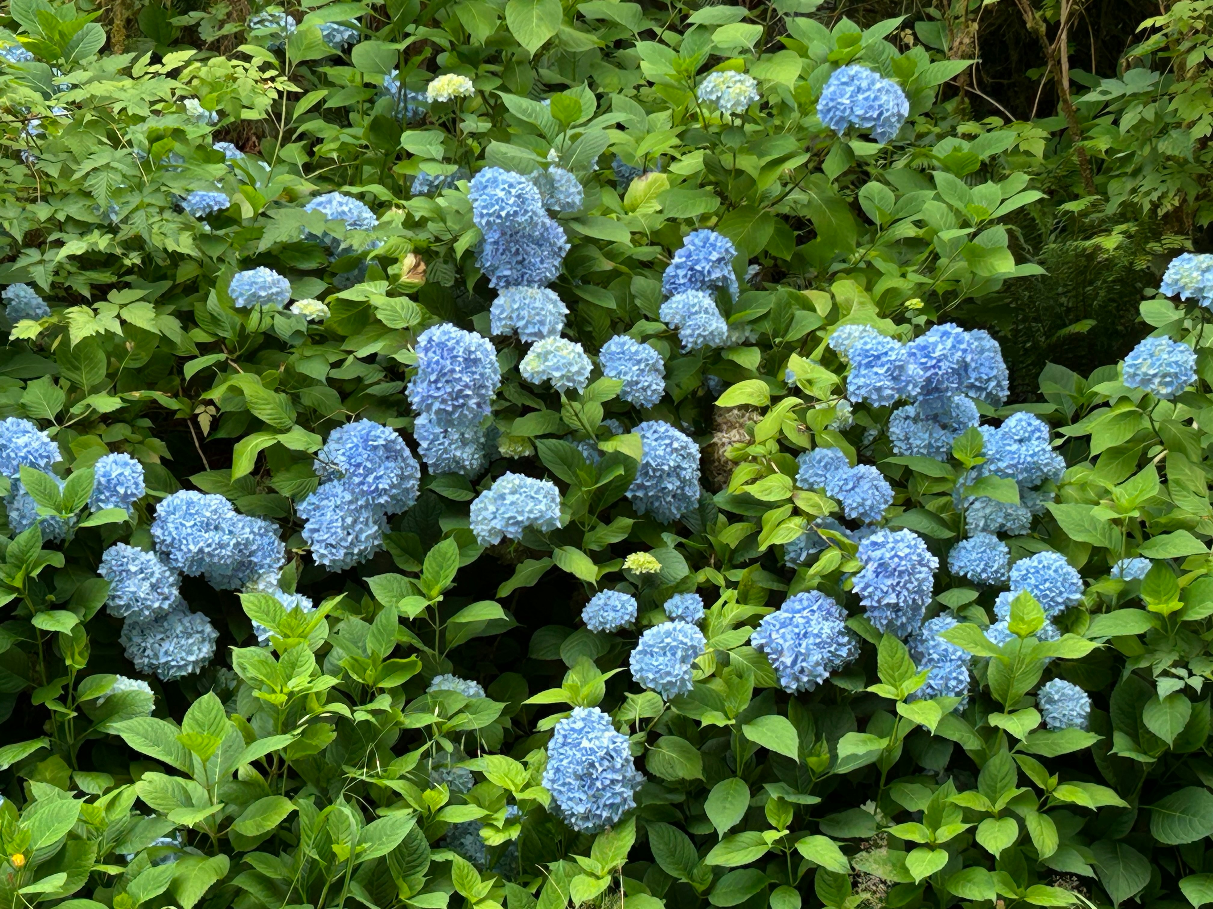 Blue hydrangeas bloom abundantly amidst lush greenery.