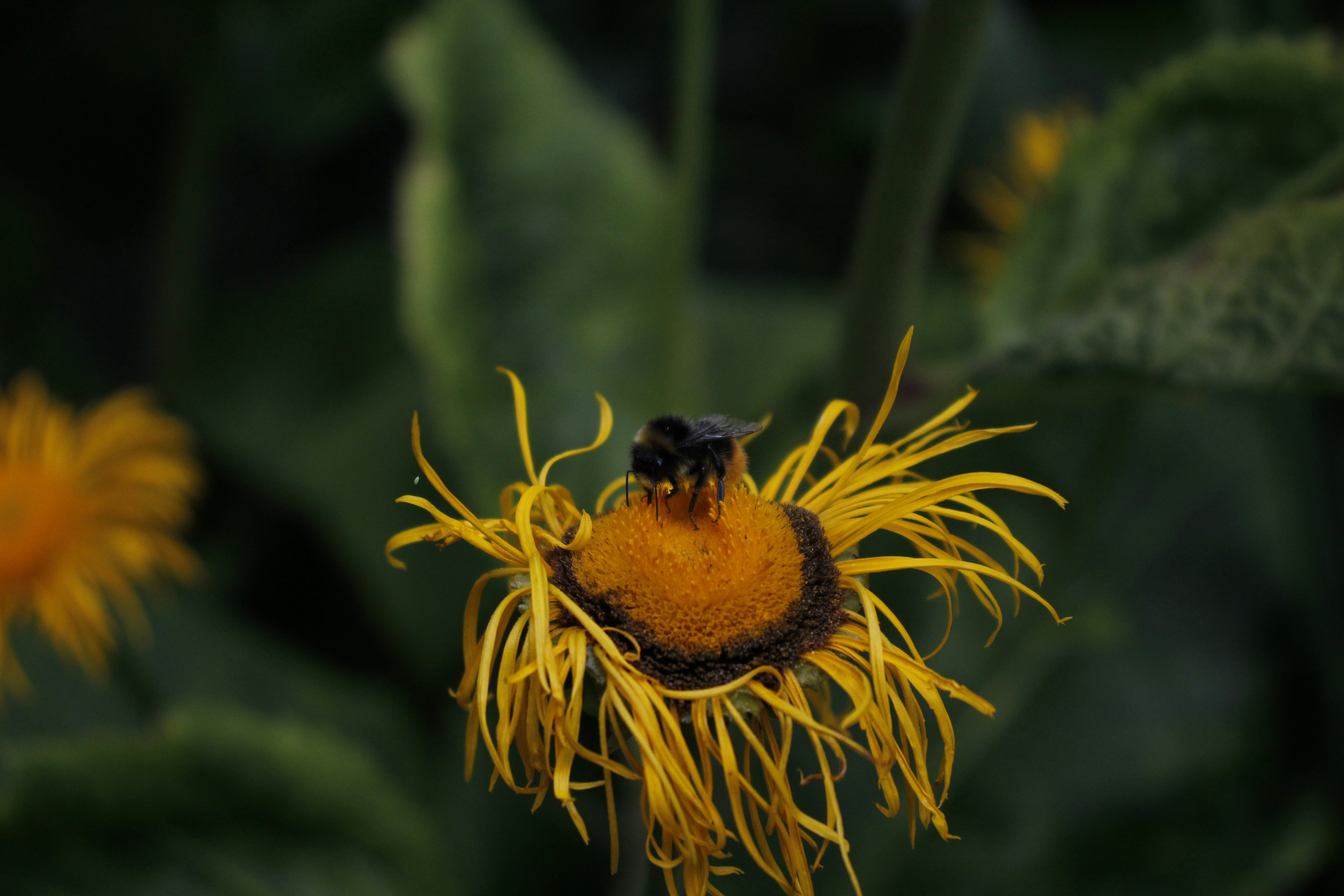 Nature's Busy Artisan: The Pollinator's Dance