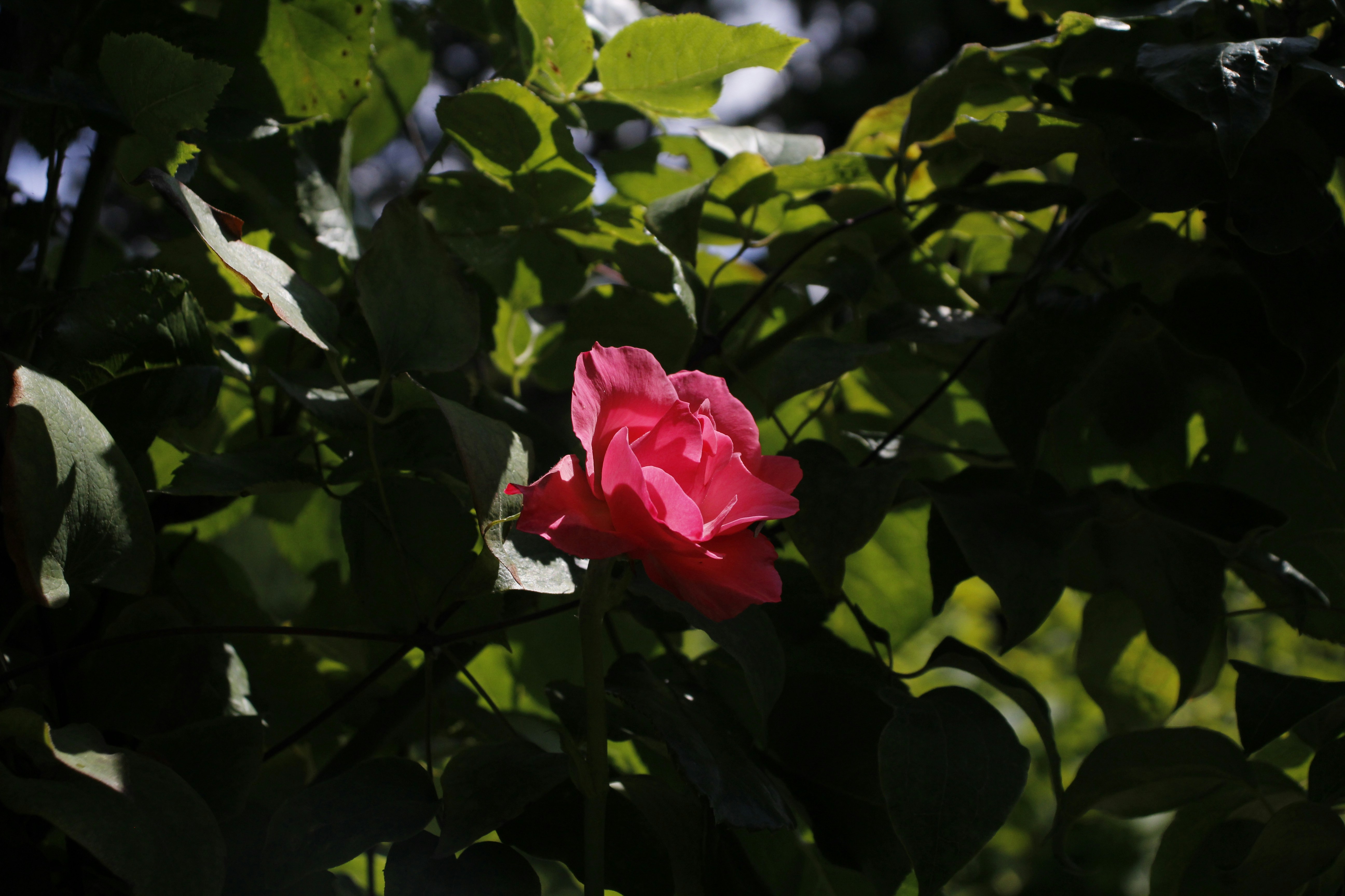 A vibrant pink rose blooms amidst greenery.