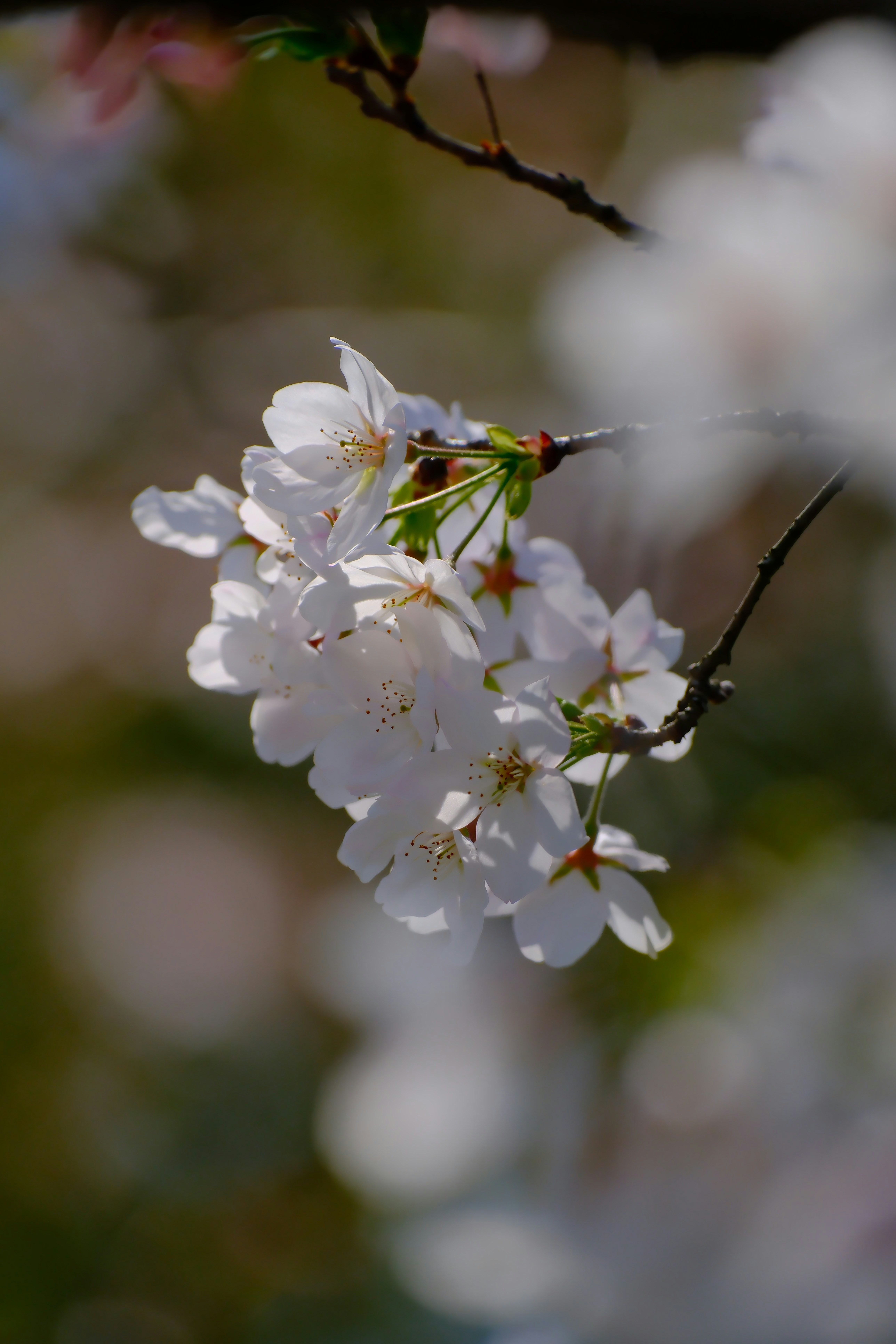 Beautiful cherry blossoms bloom in spring. photo – Free Flower Image on ...