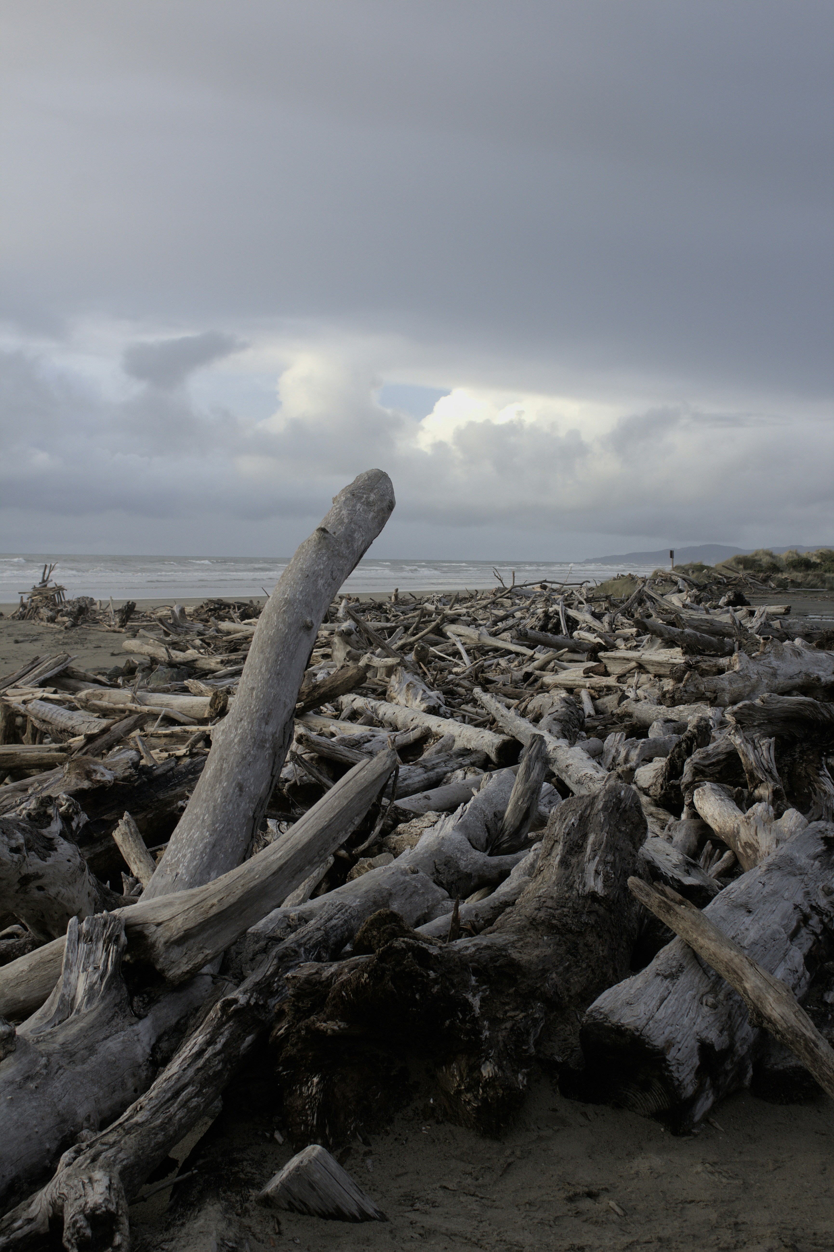 Driftwood Symphony: Nature's Remnants on the Shoreline