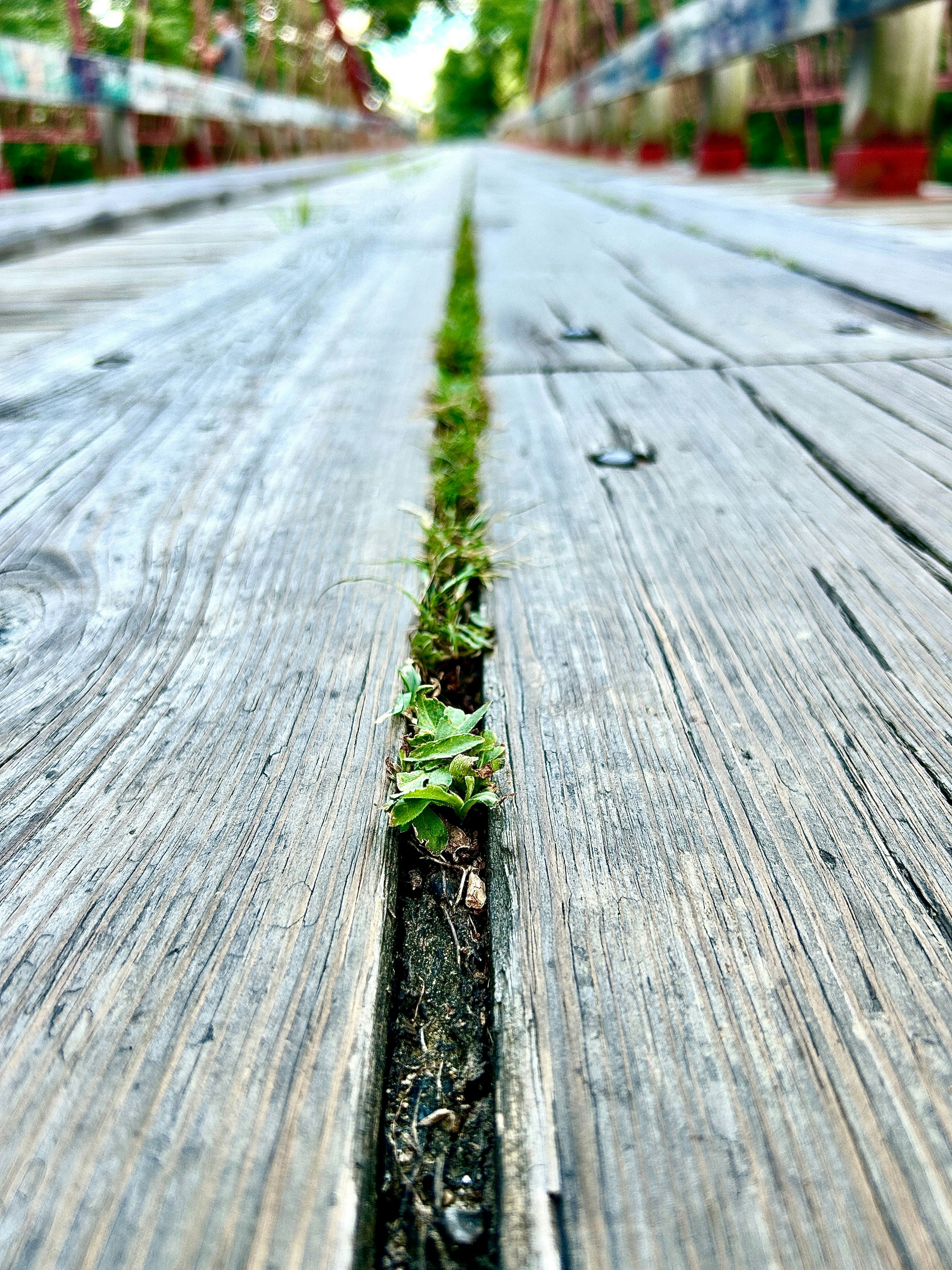 Grasses sprout from a wooden bridge's crack.