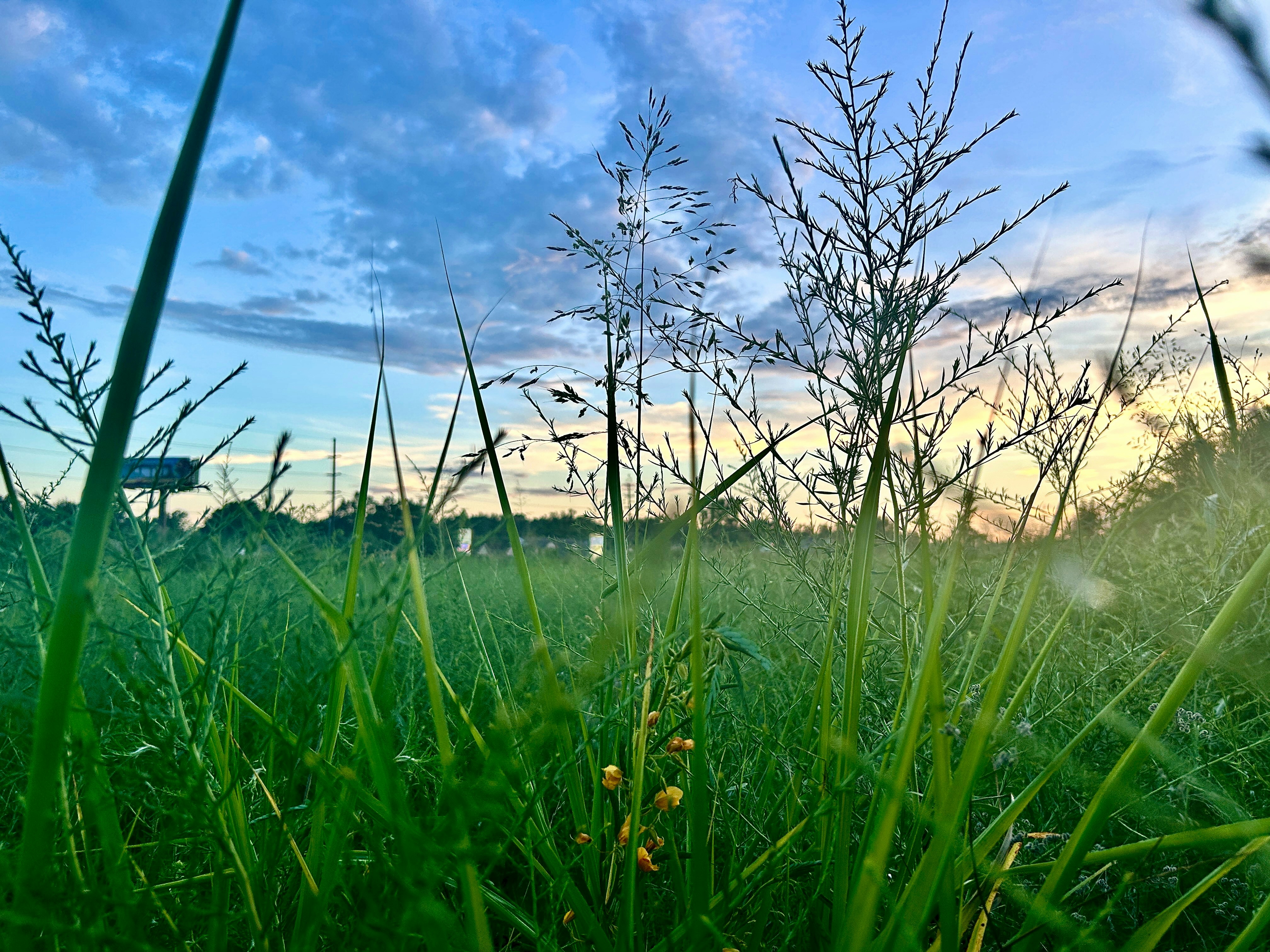 Grassy field with a sunset sky in the background.