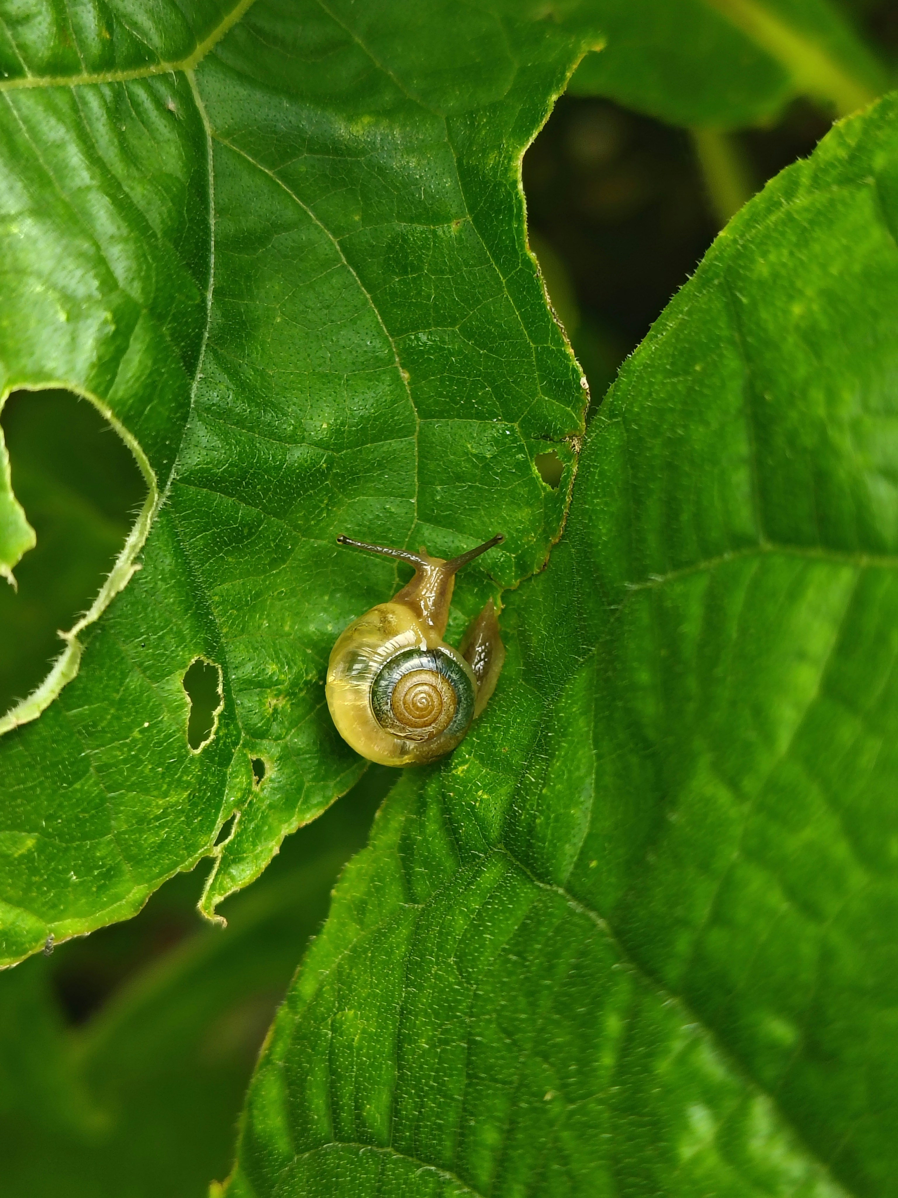 A snail rests on a green leaf.