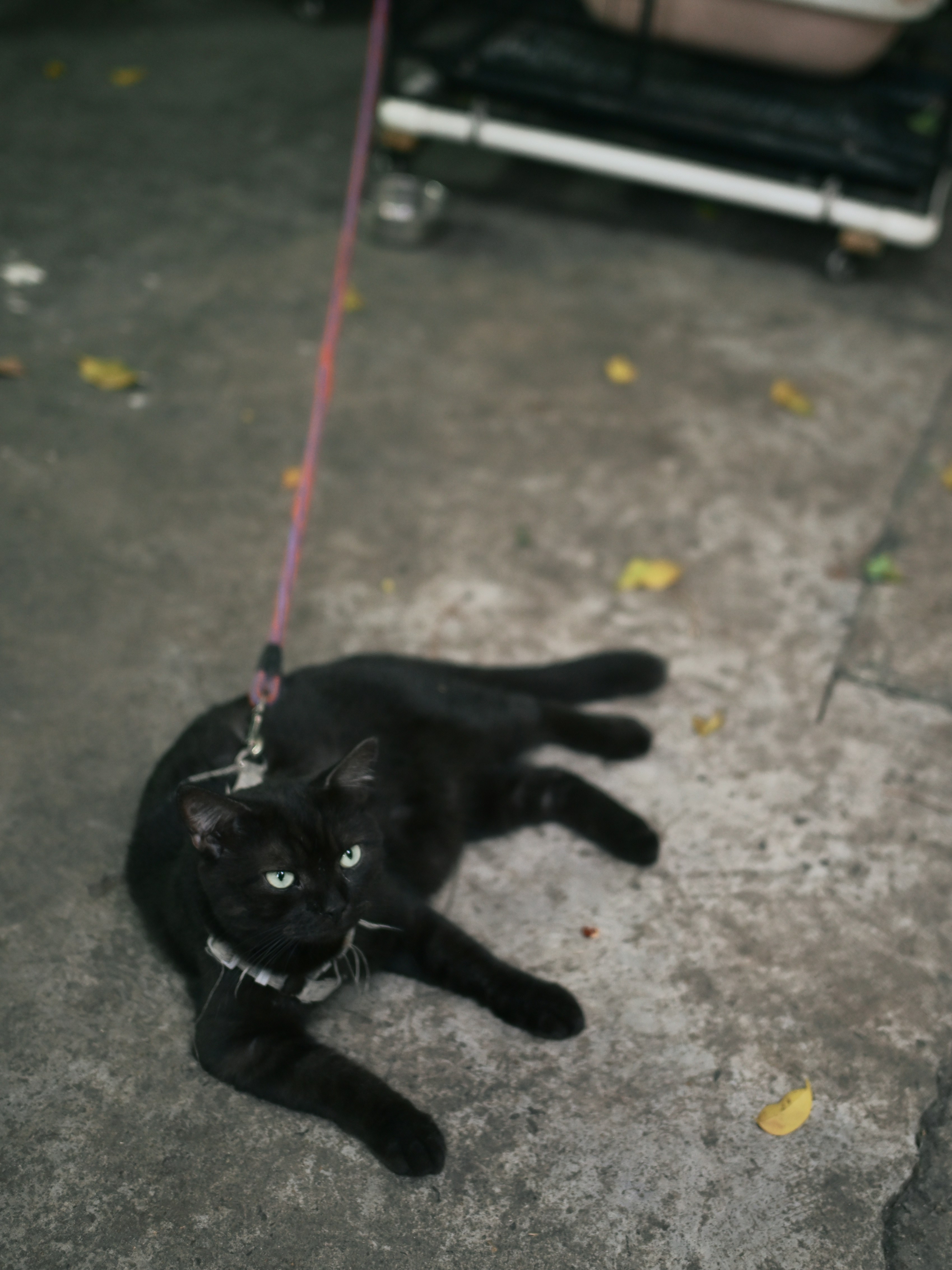 The Laid-Back Feline Explorer