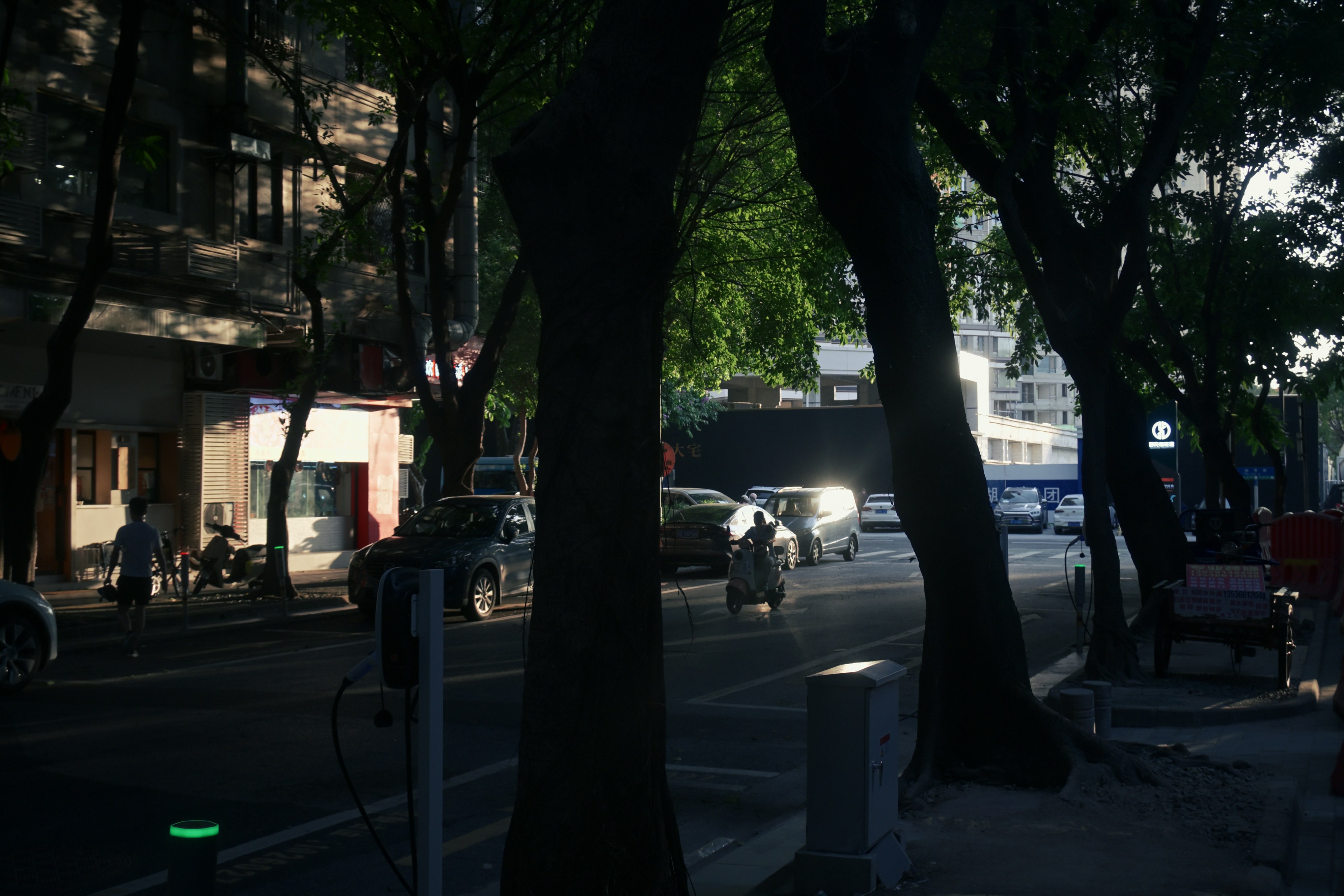 Busy street scene framed by towering trees, capturing the interplay of light and shadows during the golden hour.