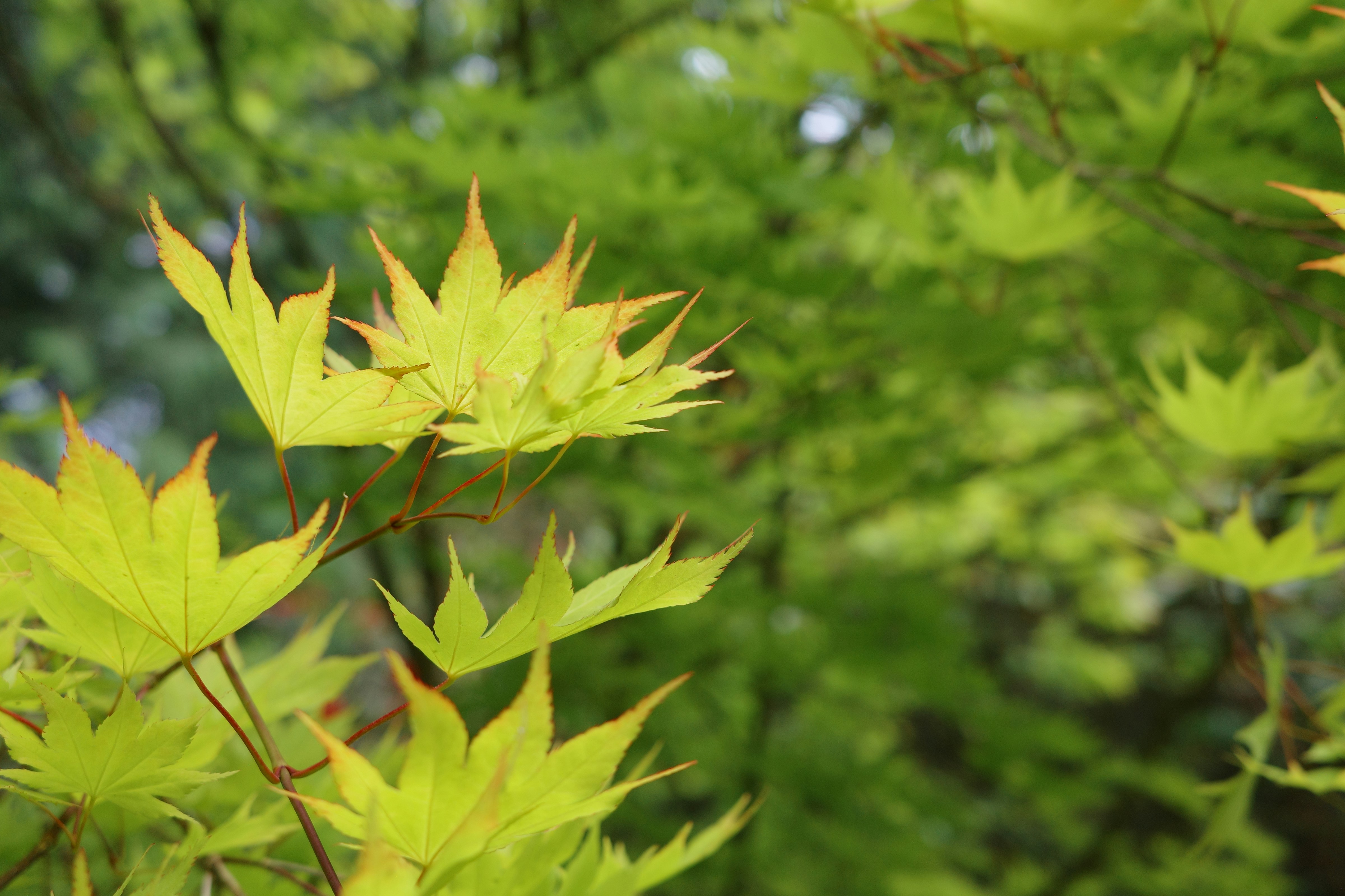 Emerald Whispers of Spring