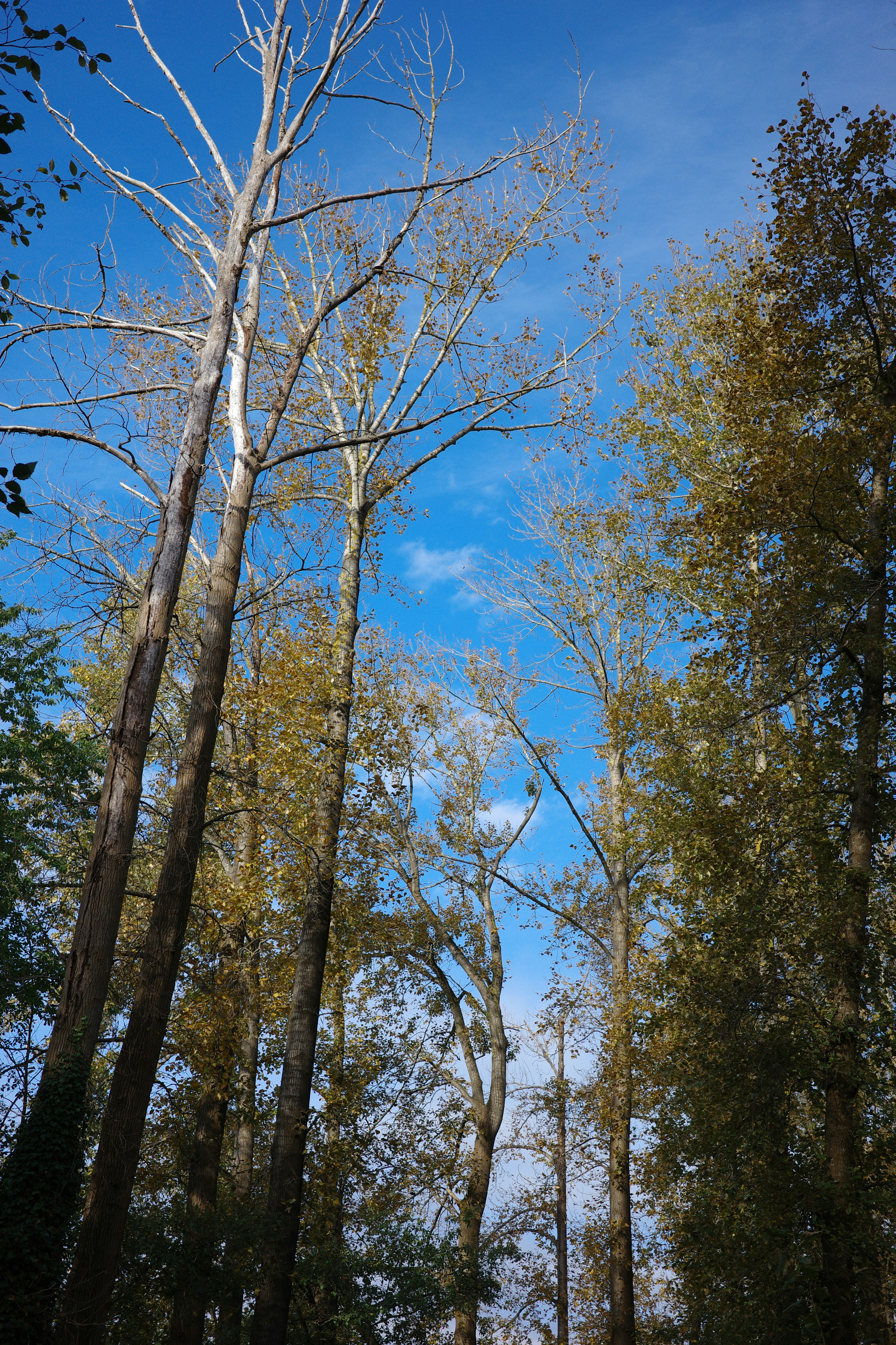 Tall trees reaching towards a clear blue sky on a sunny autumn day. The trees display a mix of bare branches and golden-yellow leaves, with sunlight highlighting the early signs of seasonal change. The vibrant sky and the towering silhouettes of the trees create a peaceful, atmospheric scene perfect for themes of nature, outdoors, and tranquil forest landscapes. | Tall trees reach for a bright blue sky.