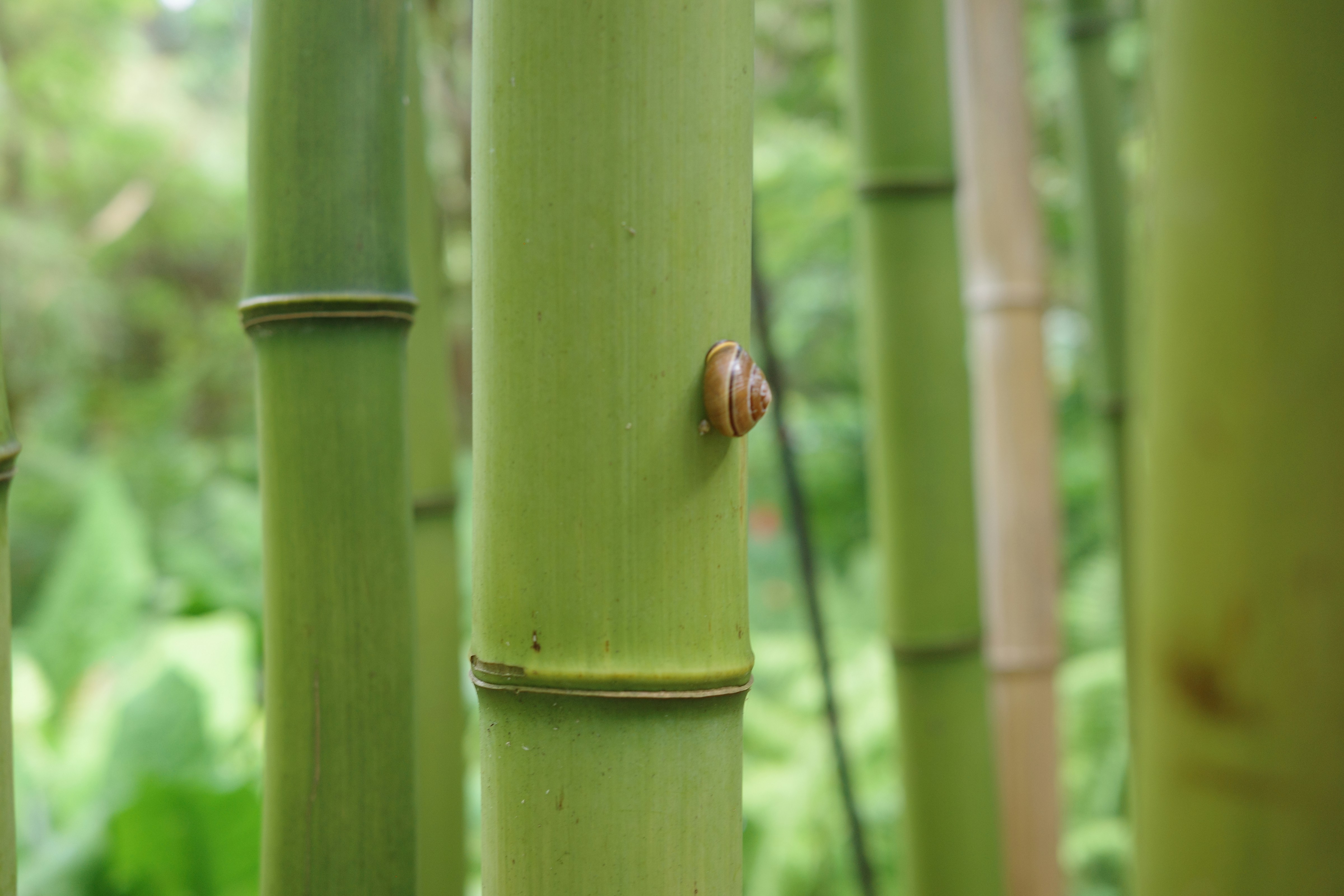 Nature's Quiet Observer: A Snail's Journey on Bamboo